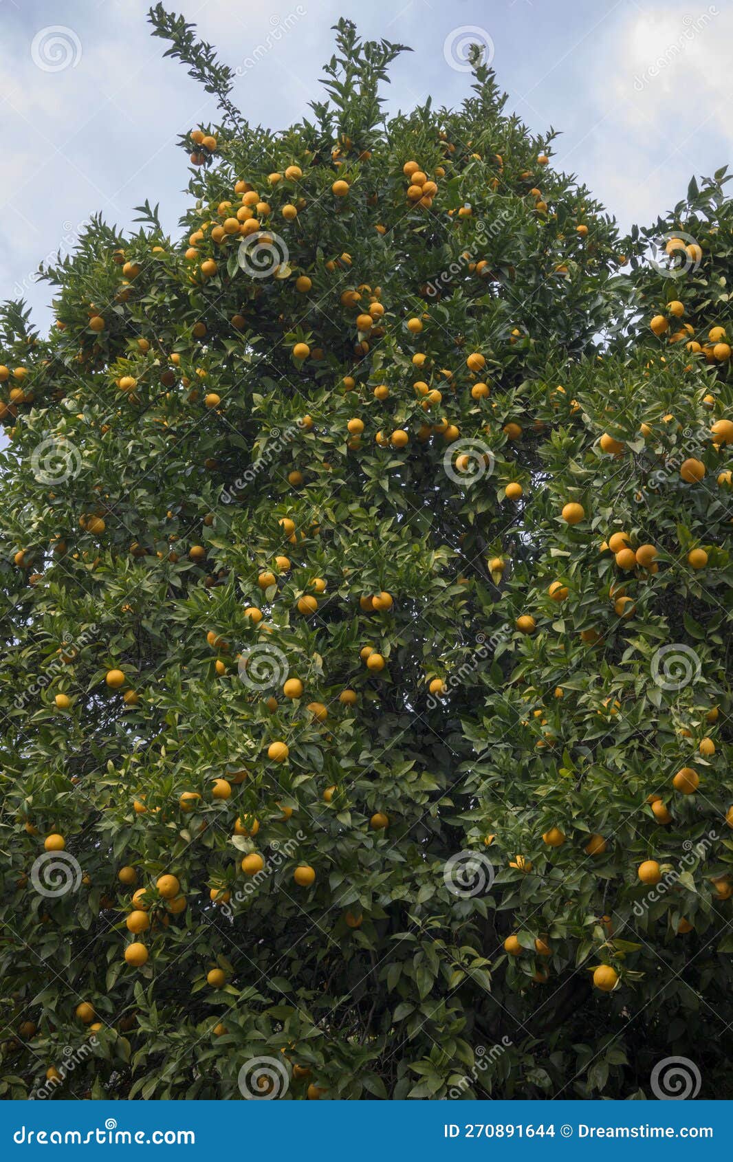 Orange Tree Full of Ripe Oranges Ready To Pick Vertically Stock Photo ...