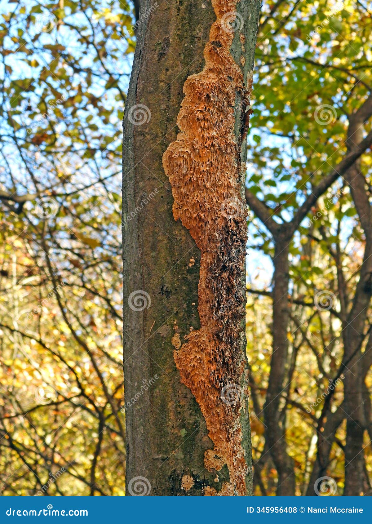 Orange Tree Fungus or Lichen Growing Up Smooth Bark of Forest Tree ...