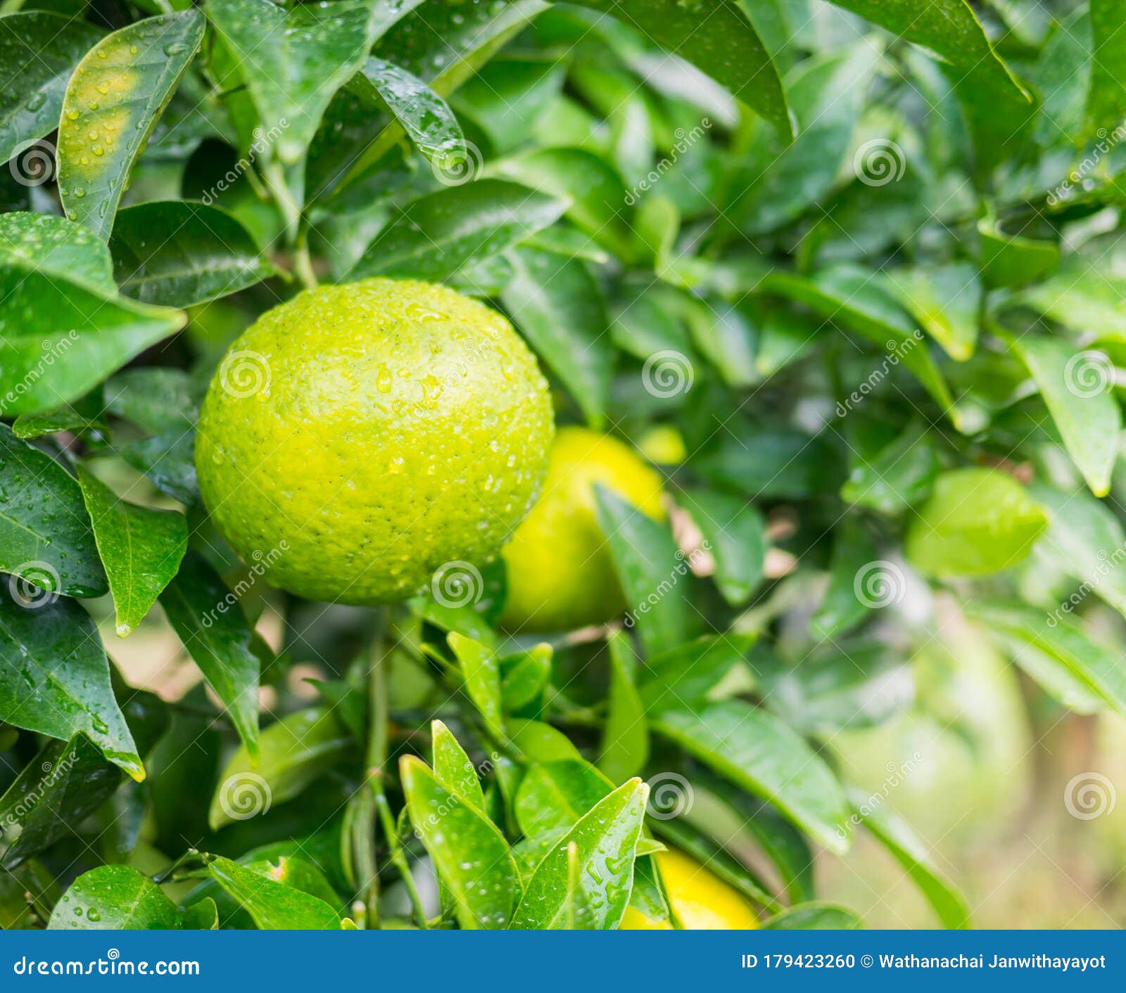Orange on tree in garden stock photo. Image of plant - 179423260