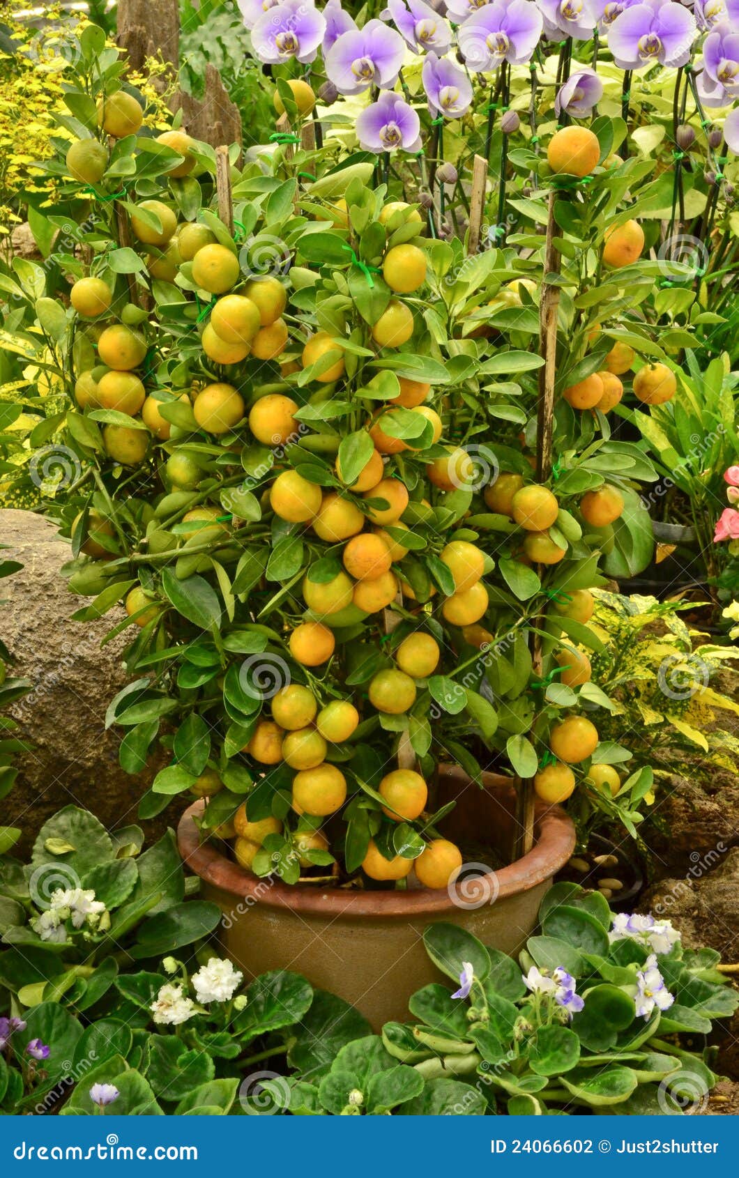 Orange tree in the garden stock photo. Image of foliage - 24066602