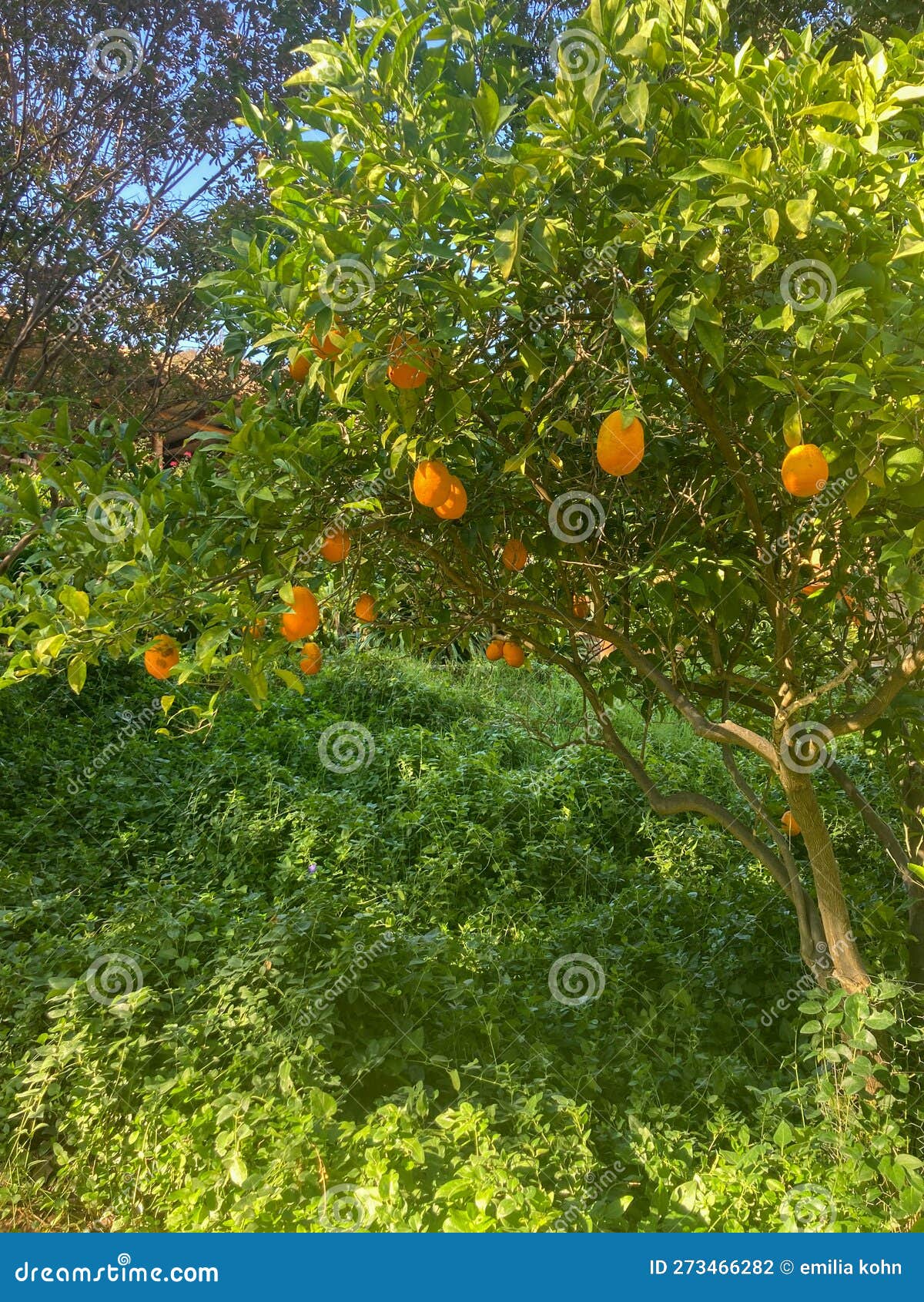 Orange tree stock photo. Image of citrus, growth, tasty - 273466282