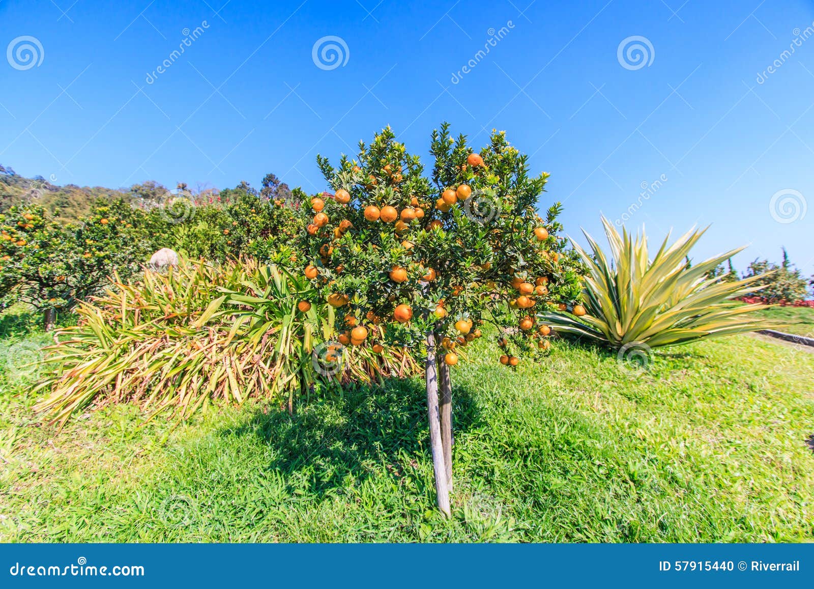 Orange tree stock photo. Image of health, farmers, fruit - 57915440