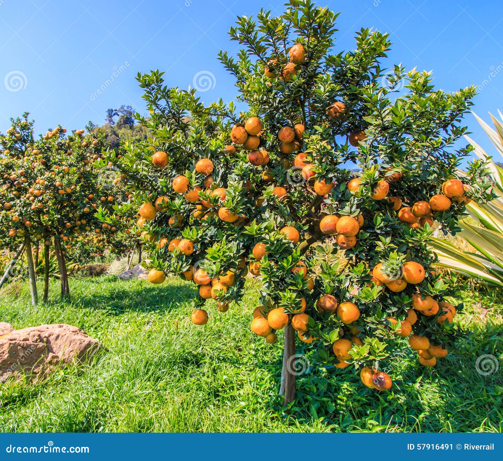 Orange tree stock image. Image of natural, nature, citrus - 57916491