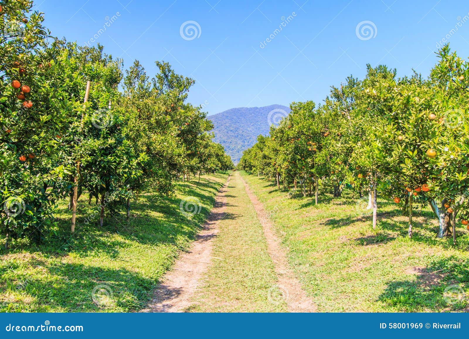 Orange tree stock image. Image of asia, growing, groves - 58001969