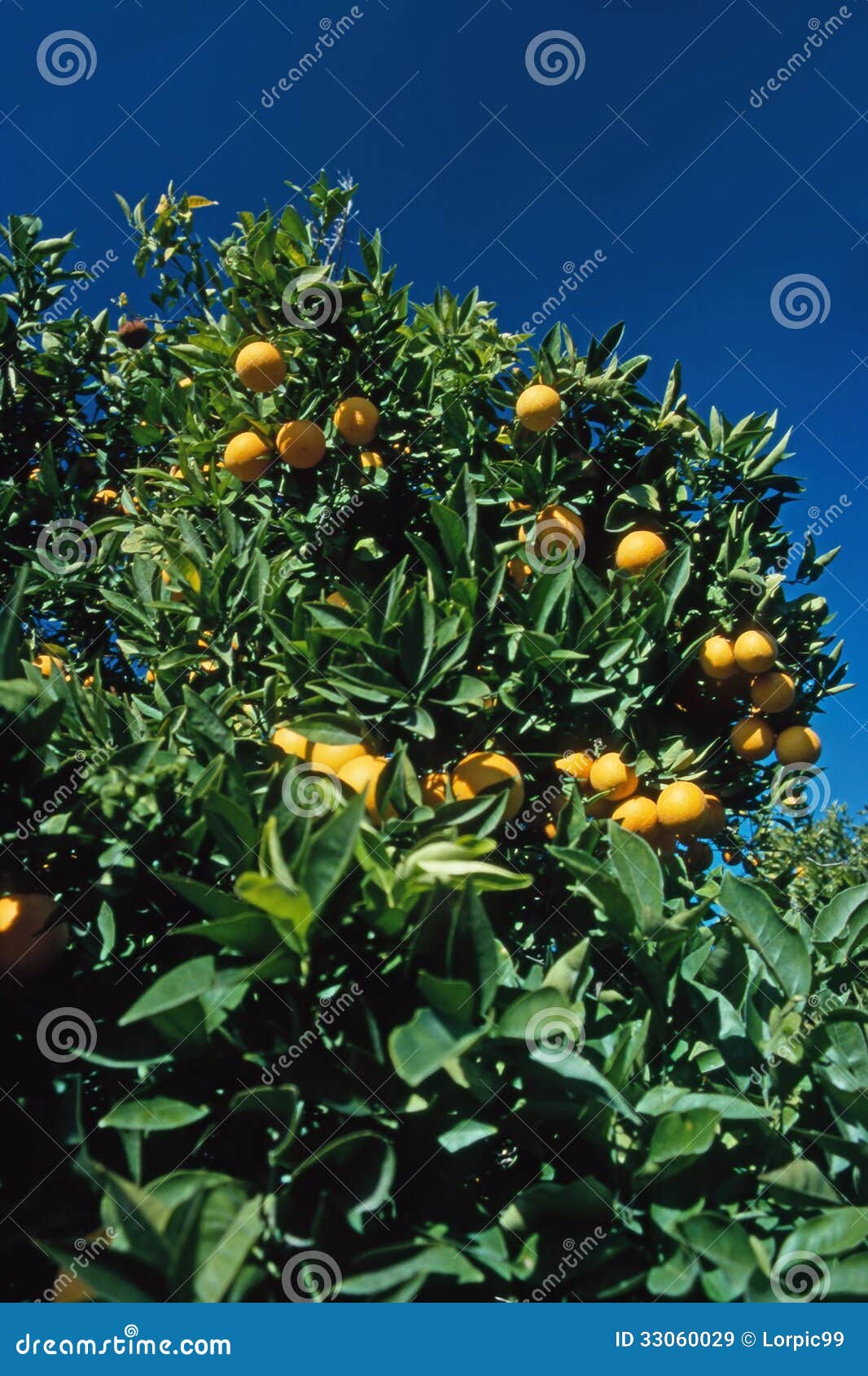 Orange Tree stock image. Image of california, garden - 33060029