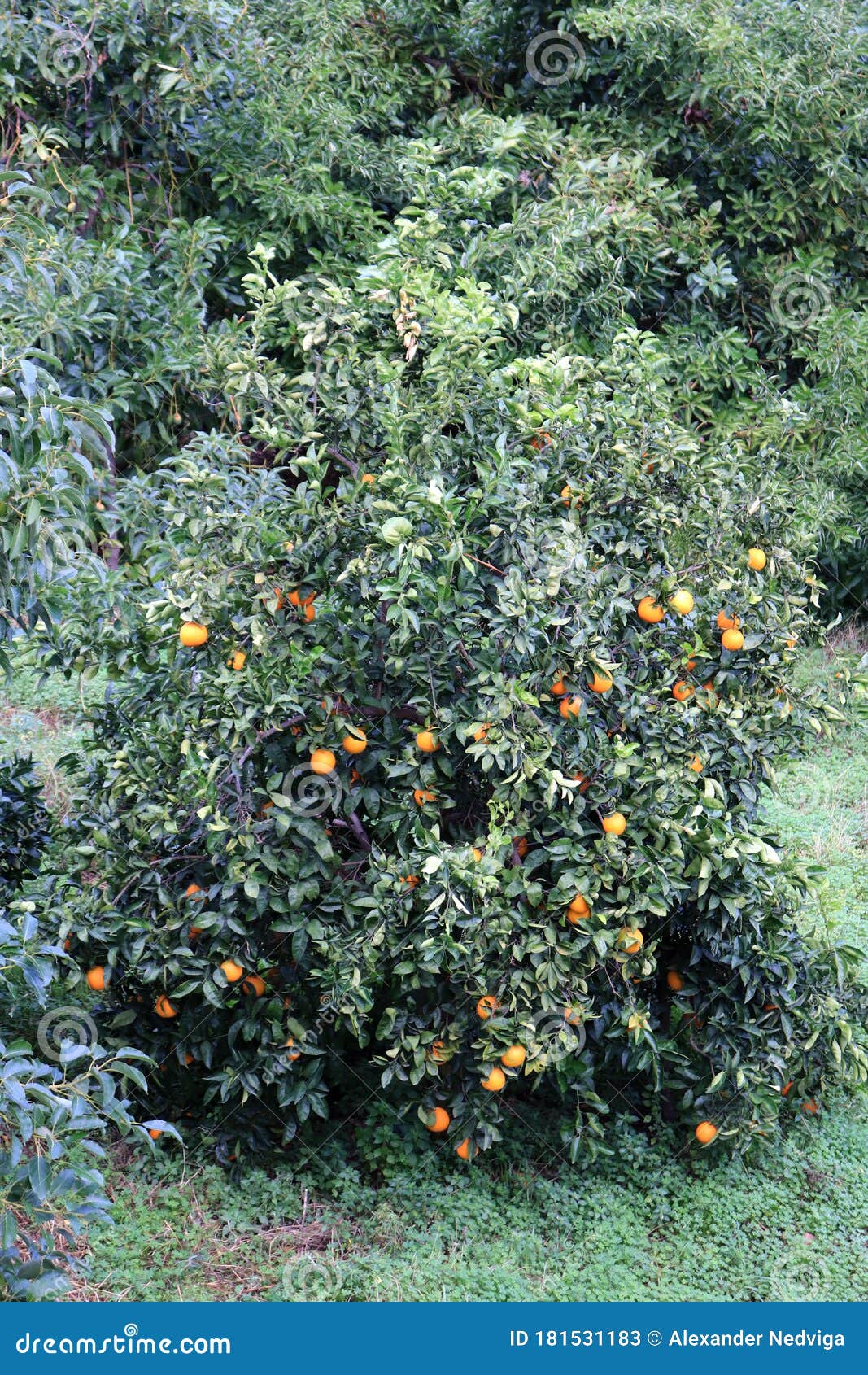Orange tree in the garden. stock image. Image of flora - 181531183