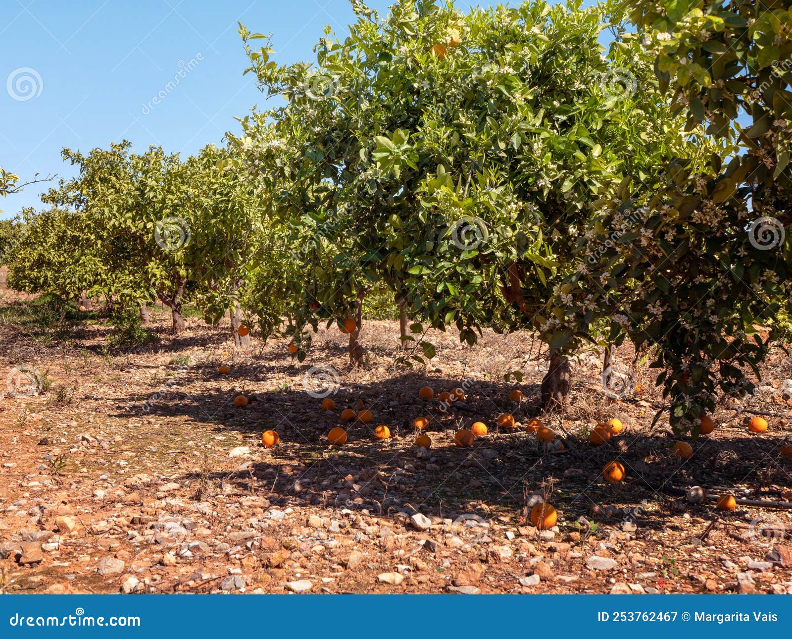 Orange Tree in the Garden and Oranges Lying on the Ground Stock Image ...