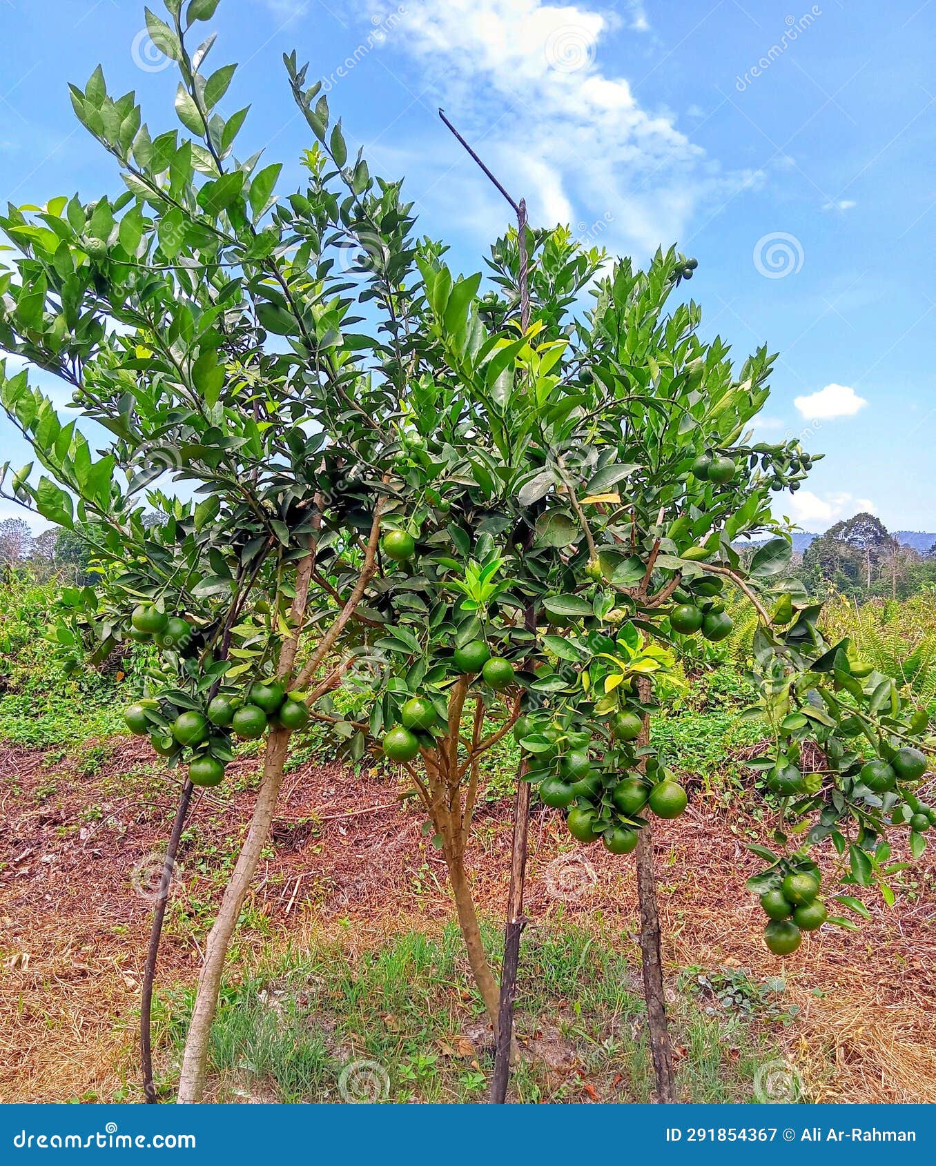 Orange tree in the garden stock image. Image of gardens - 291854367