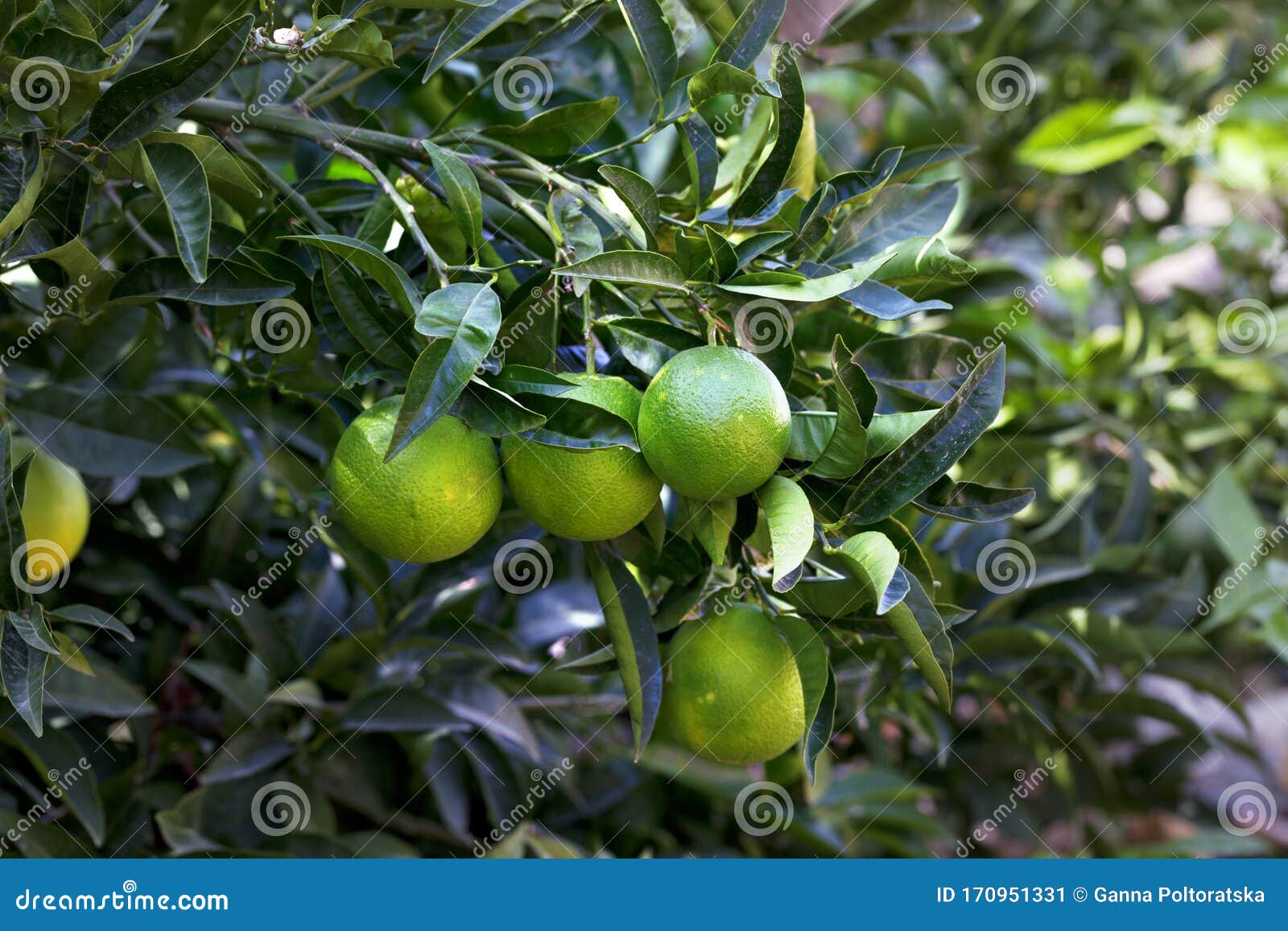 Orange Tree with Green Unripened Fruit Stock Image - Image of orange ...