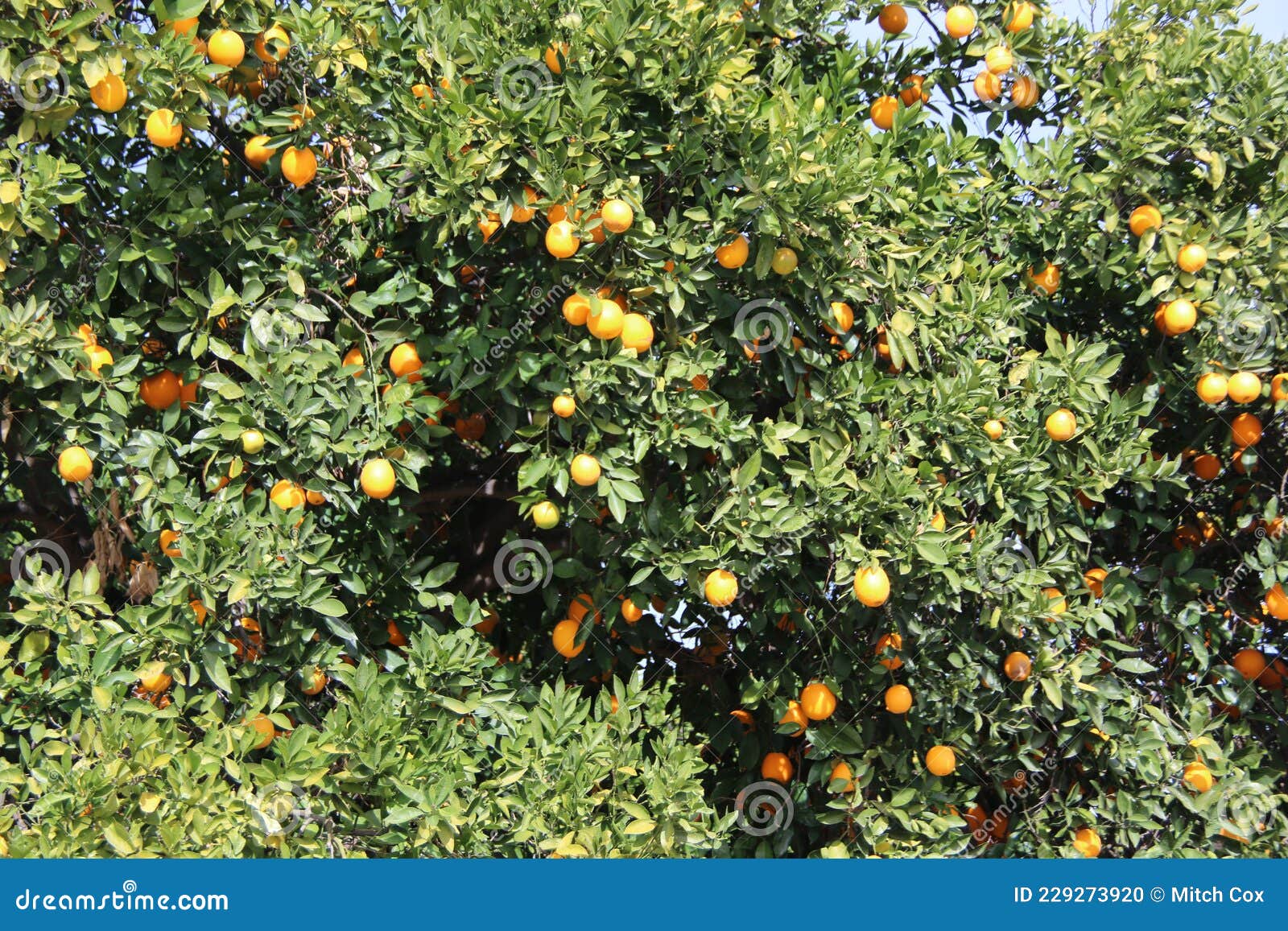 Orange Tree stock photo. Image of treet, orange, ready - 229273920