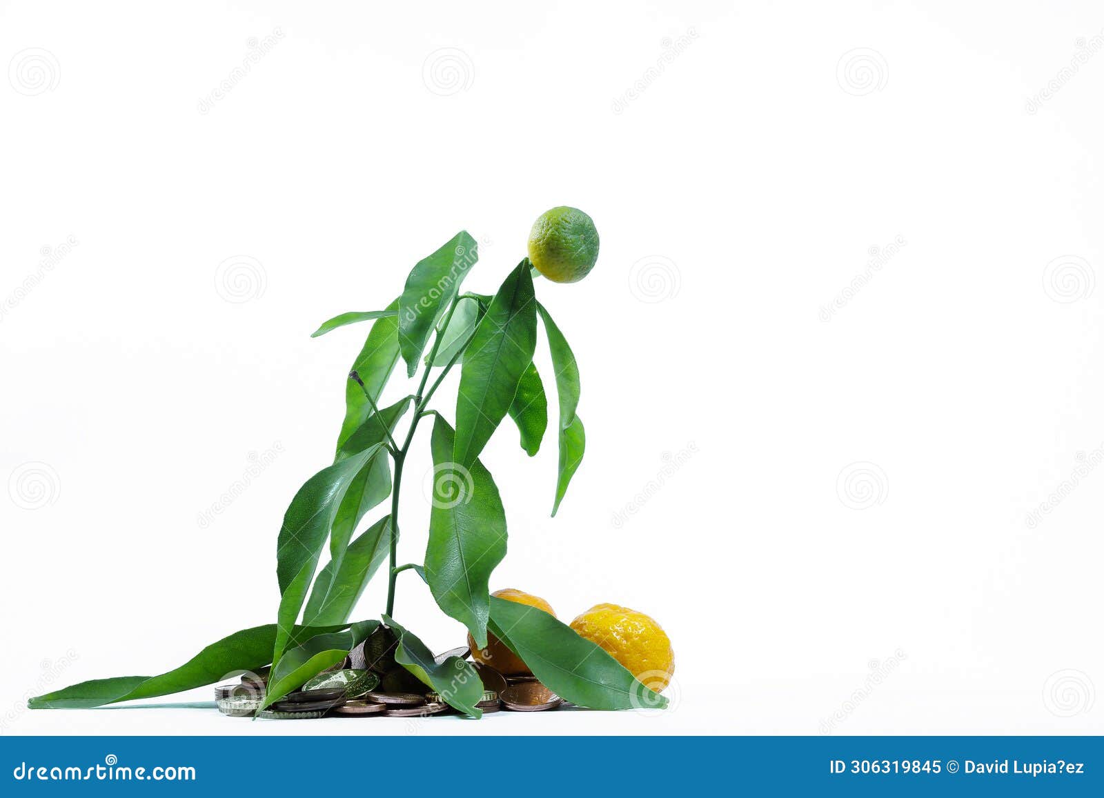 Orange Tree Growing from Money Bearing Fruit, White Background Stock ...