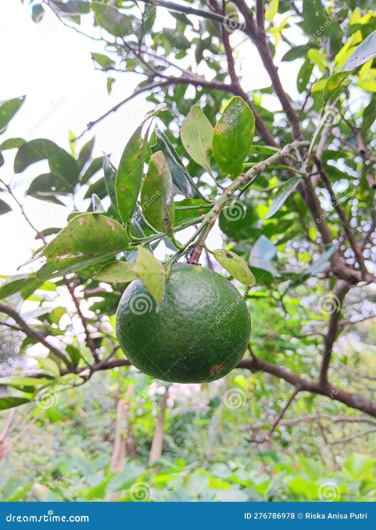 Orange Tree that Has Fruit in Front of the House Stock Photo - Image of ...
