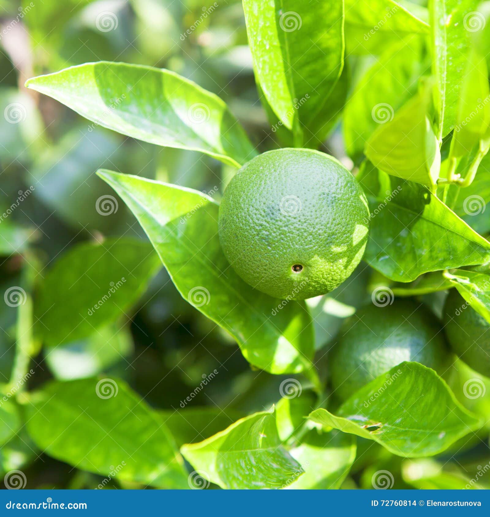 The orange tree stock photo. Image of citrus, natural - 72760814