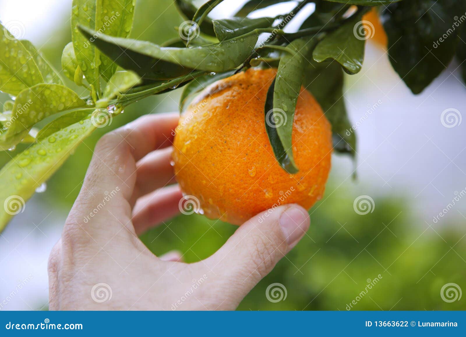 Orange Tree Human Hand Holding Fruit Stock Photo - Image of nutrition ...