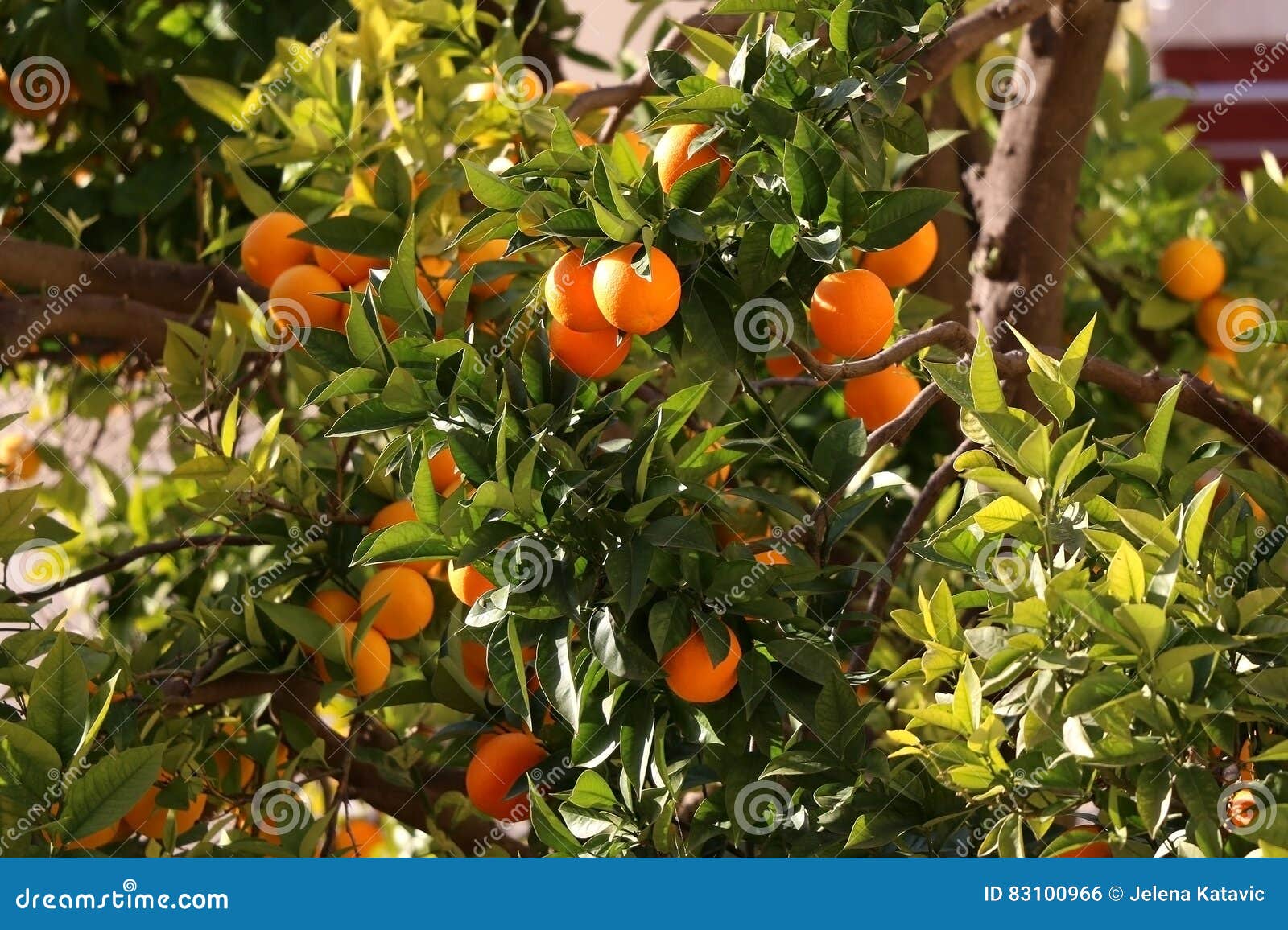 Orange Tree stock photo. Image of sunlight, agriculture - 83100966