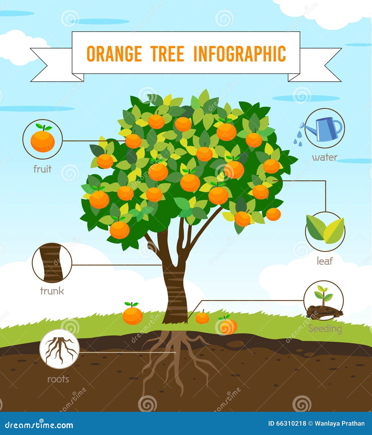 Orange Tree Infographic Vector Stock Vector - Illustration of life ...
