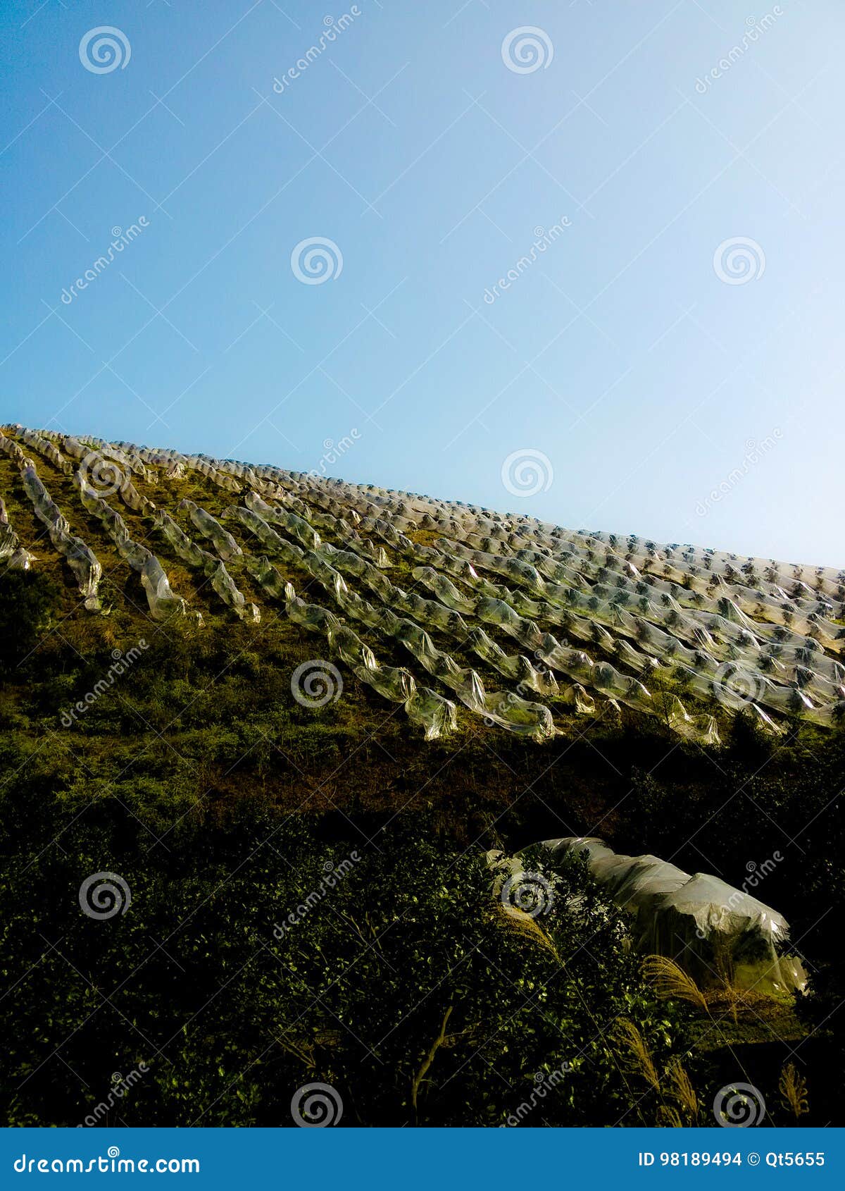 Orange tree insulation stock photo. Image of tree, thermal - 98189494