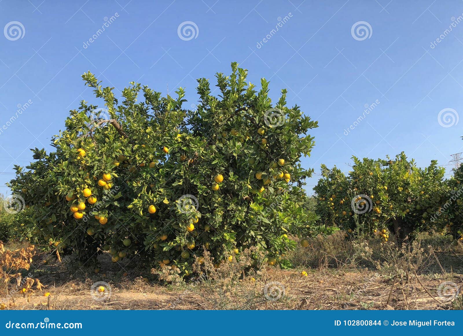 Orange tree isolated stock photo. Image of ripe, orange - 102800844