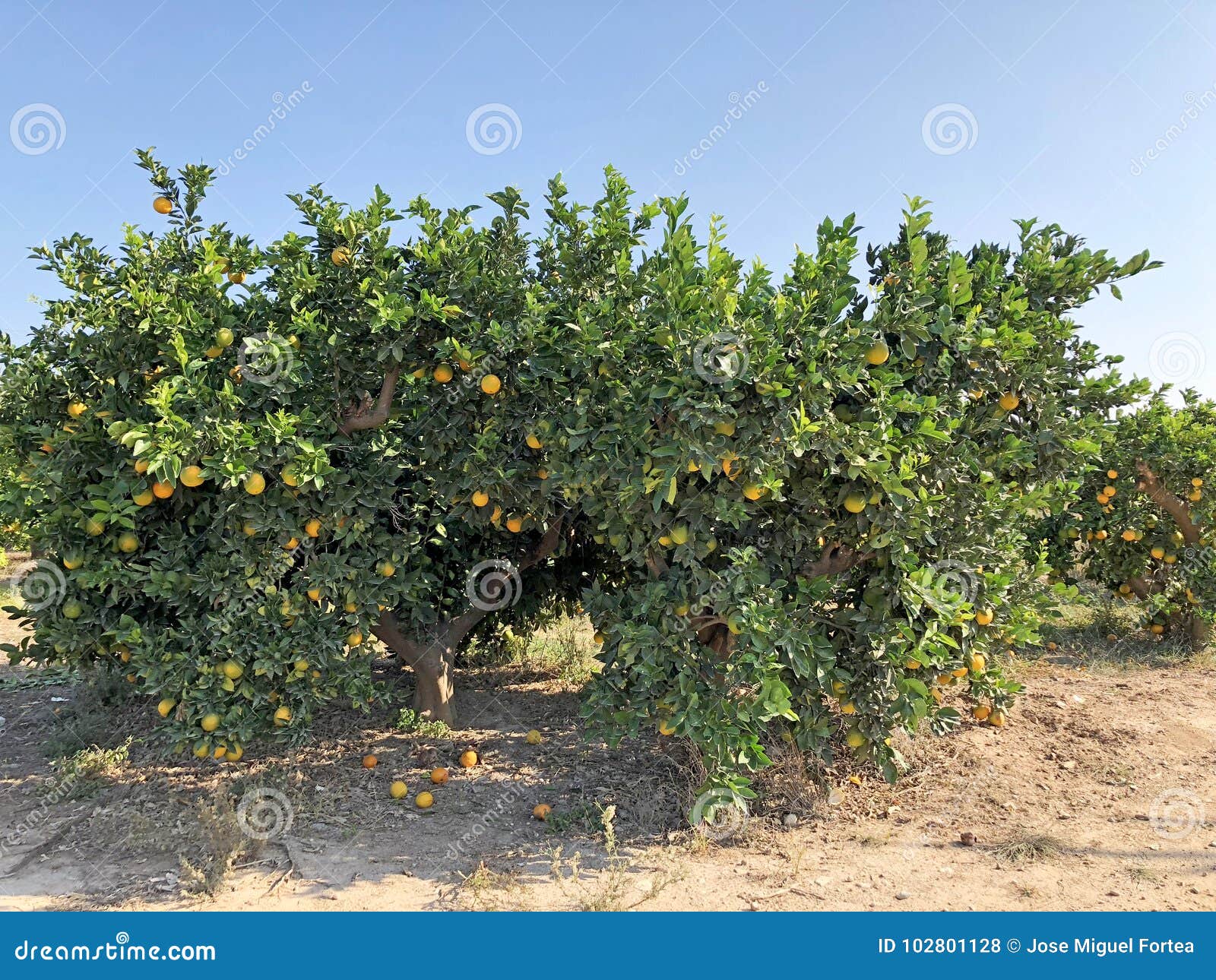 Orange tree isolated stock photo. Image of branch, natural - 102801128