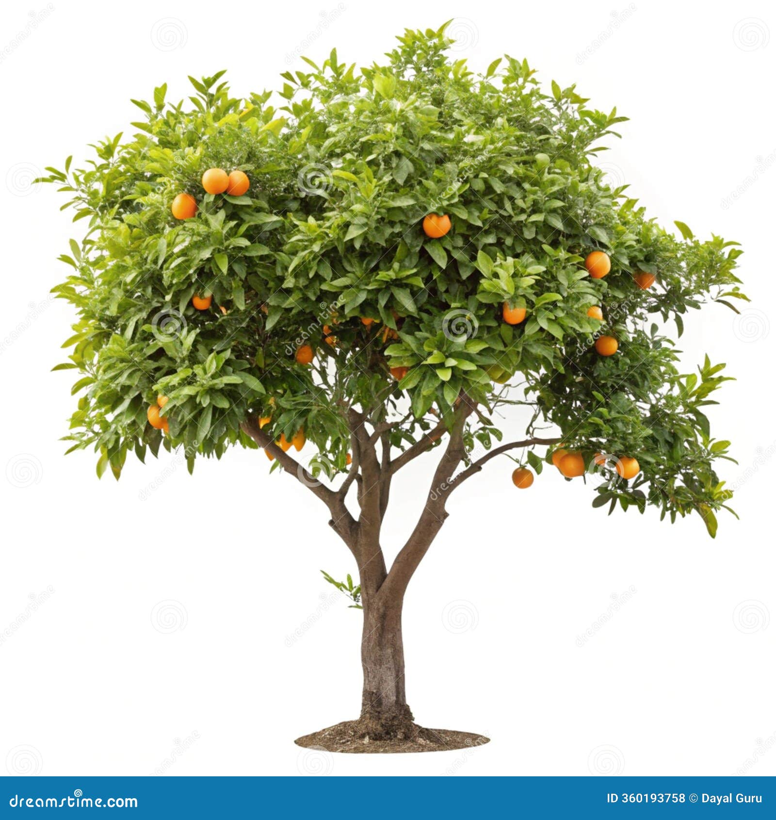 Orange Tree Isolated on Transparent Background Stock Illustration ...