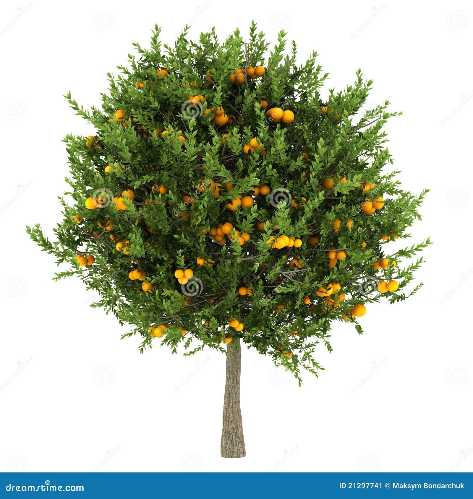 Orange Tree Isolated on White Stock Image - Image of green, cutout ... Orange Tree Isolated on White Stock Image - Image of green, cutout ...