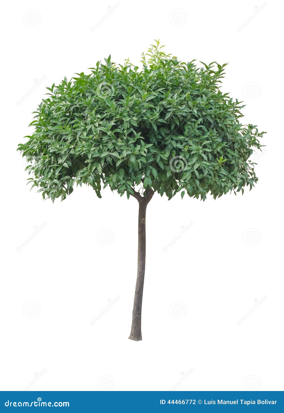 Orange tree isolated stock photo. Image of environment - 44466772 Orange tree isolated stock photo. Image of environment - 44466772