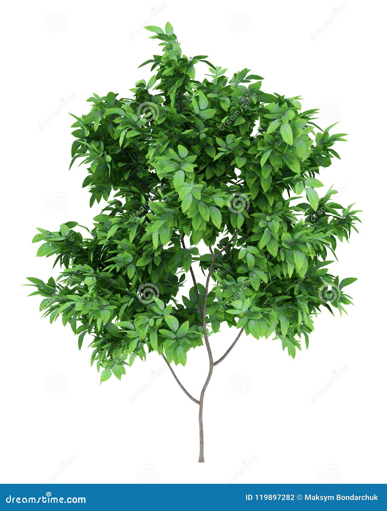Orange Tree Isolated on White Stock Illustration - Illustration of ... Orange Tree Isolated on White Stock Illustration - Illustration of ...
