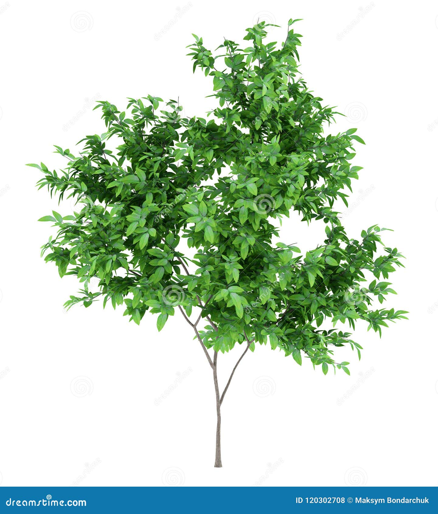 Orange Tree Isolated on White Stock Illustration - Illustration of ... Orange Tree Isolated on White Stock Illustration - Illustration of ...