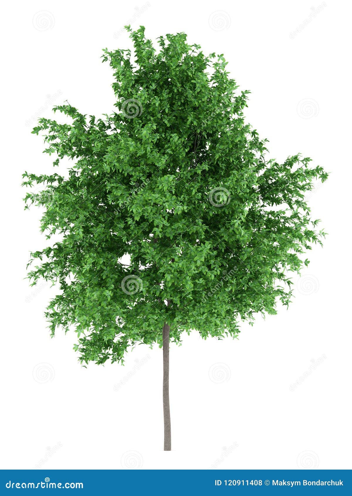 Orange Tree Isolated on White Stock Illustration - Illustration of ... Orange Tree Isolated on White Stock Illustration - Illustration of ...