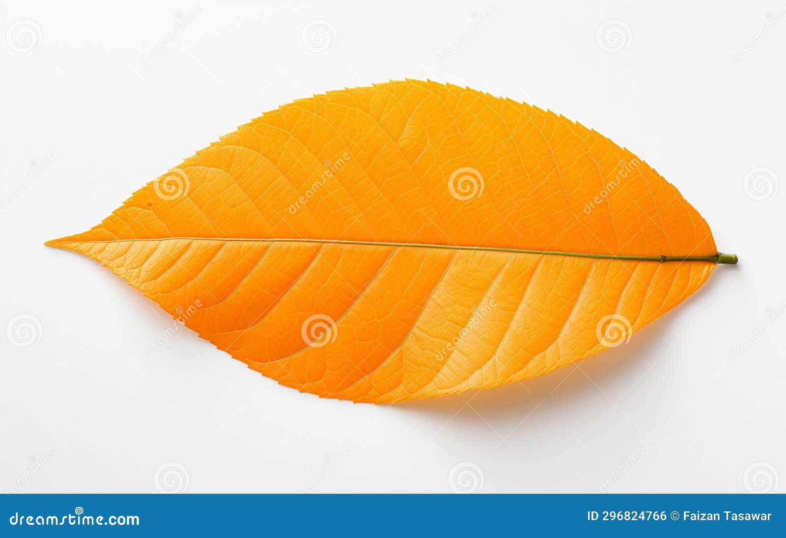 Orange Tree Leaf from Above on White Background -Generative Ai Stock ...