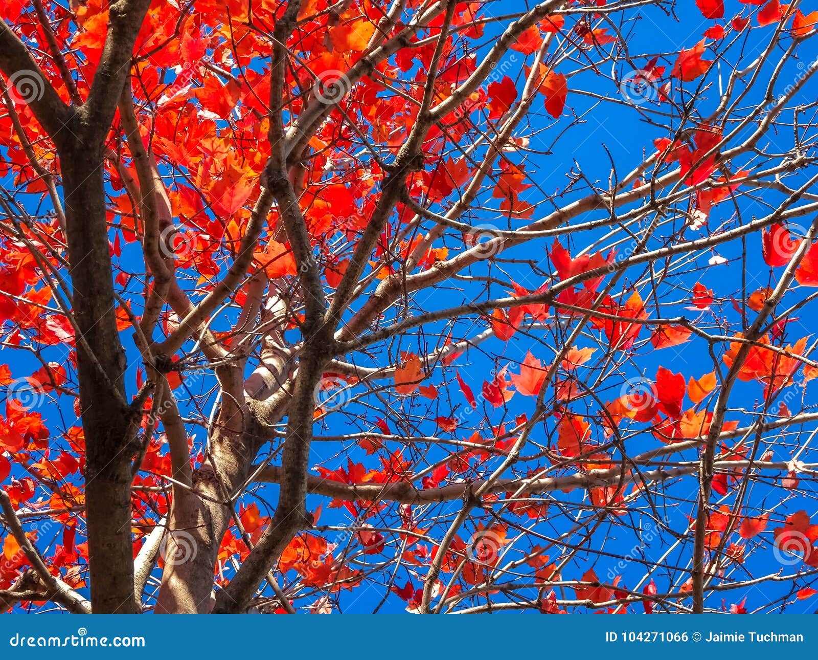 Bright Orange Fall Foliage on the Tree Branches Stock Photo - Image of ...