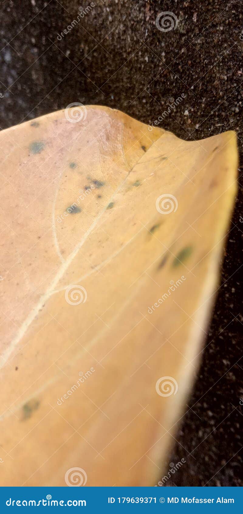 Orange tree lips look cool stock image. Image of look - 179639371