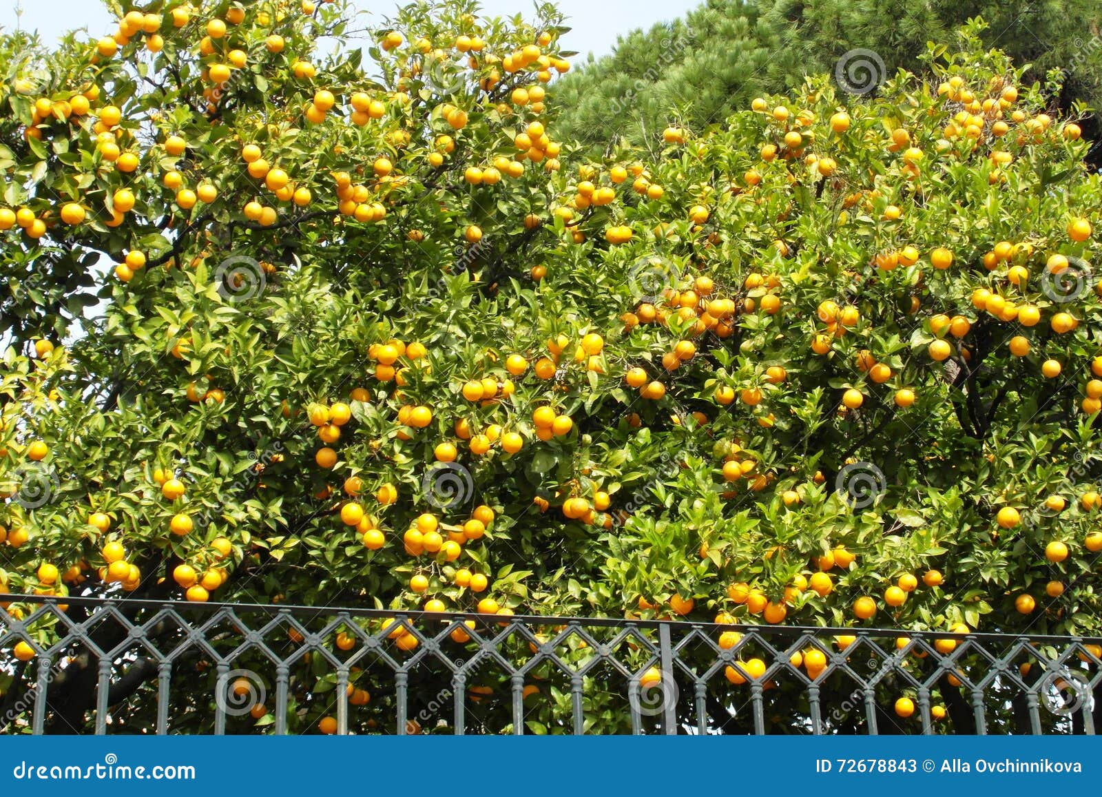 Orange Tree in Lisbon, Portugal Stock Image - Image of meadow, lisbon ...