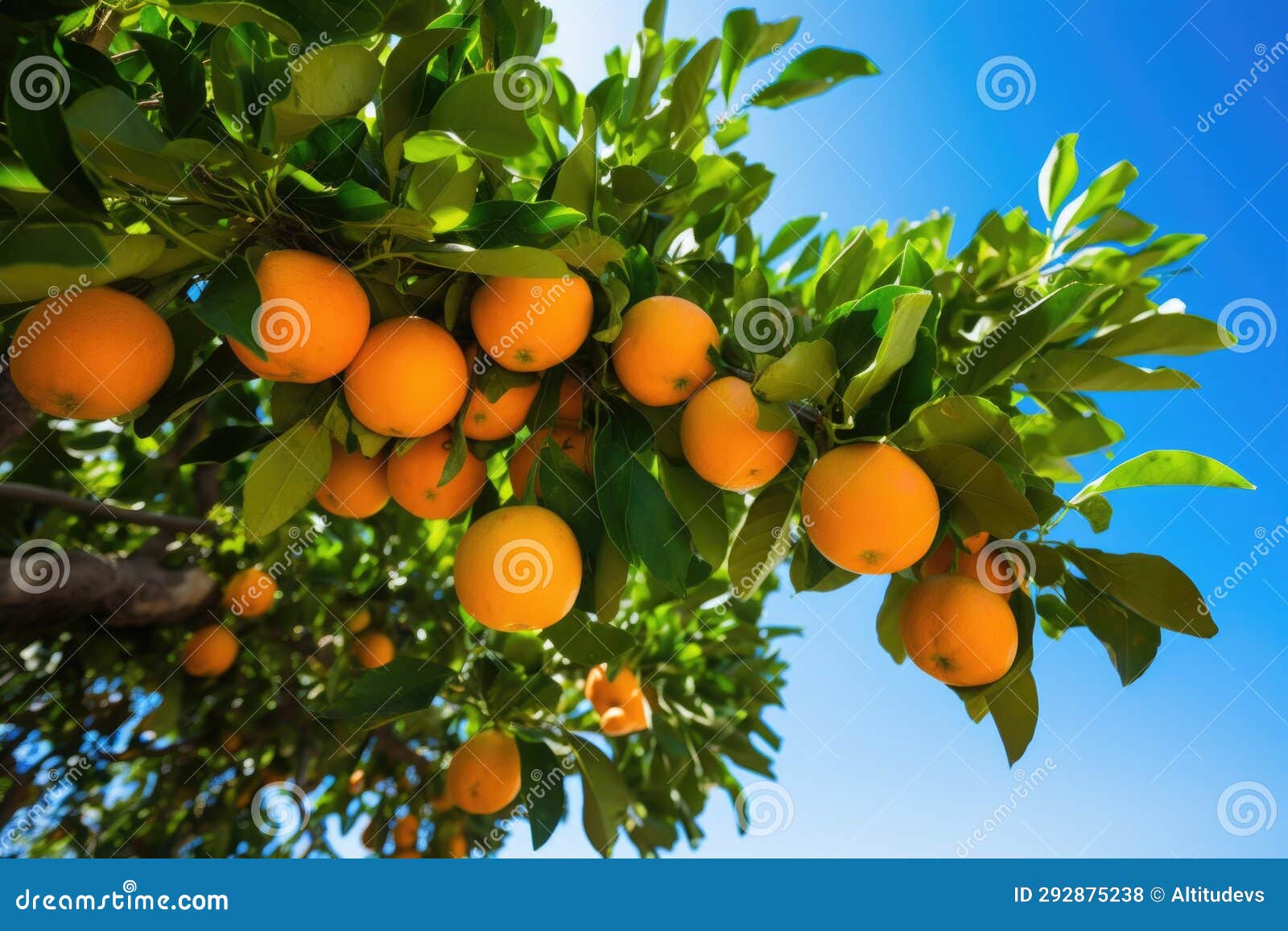 An Orange Tree Loaded with Ripe Oranges Stock Photo - Image of ...