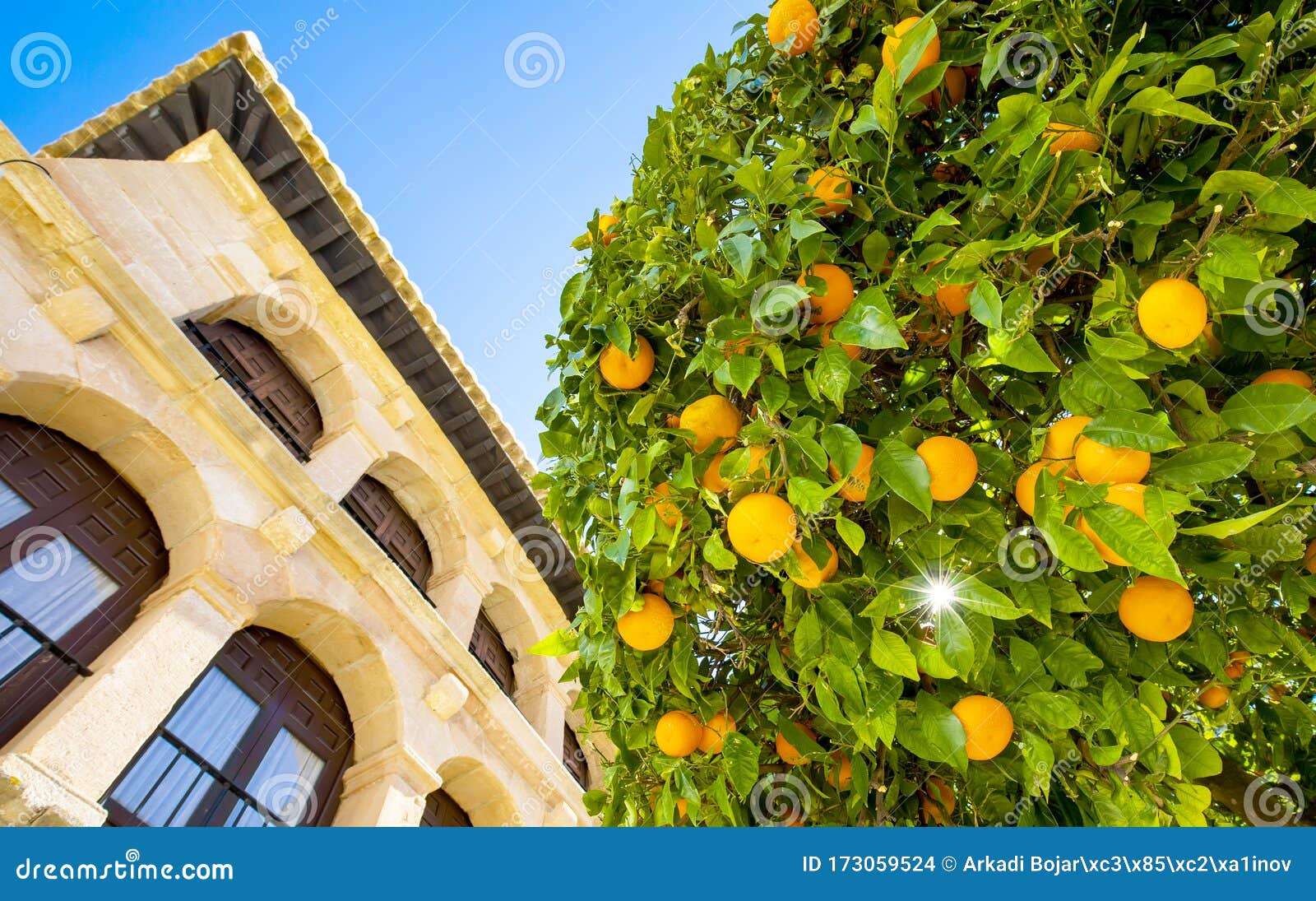 Orange Tree on Mallorca, Spain Stock Photo - Image of blooming, majorca ...