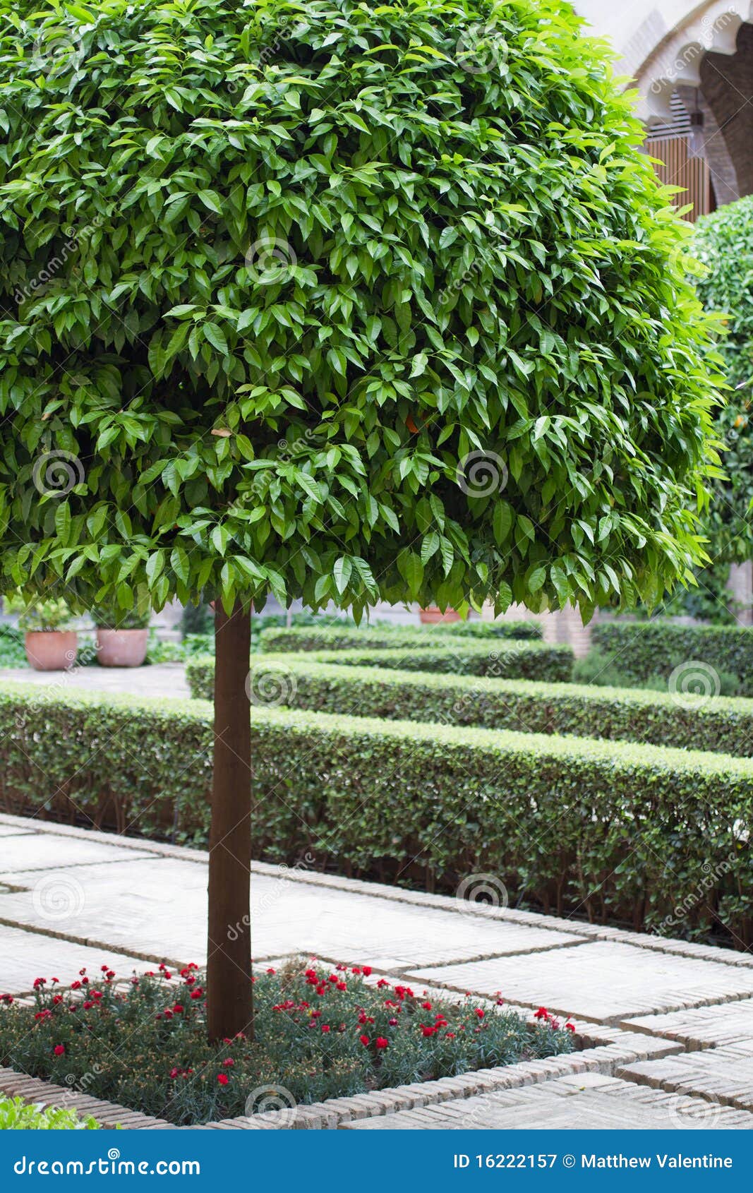 Orange Tree and Manicured Courtyard Stock Image - Image of hedge ...