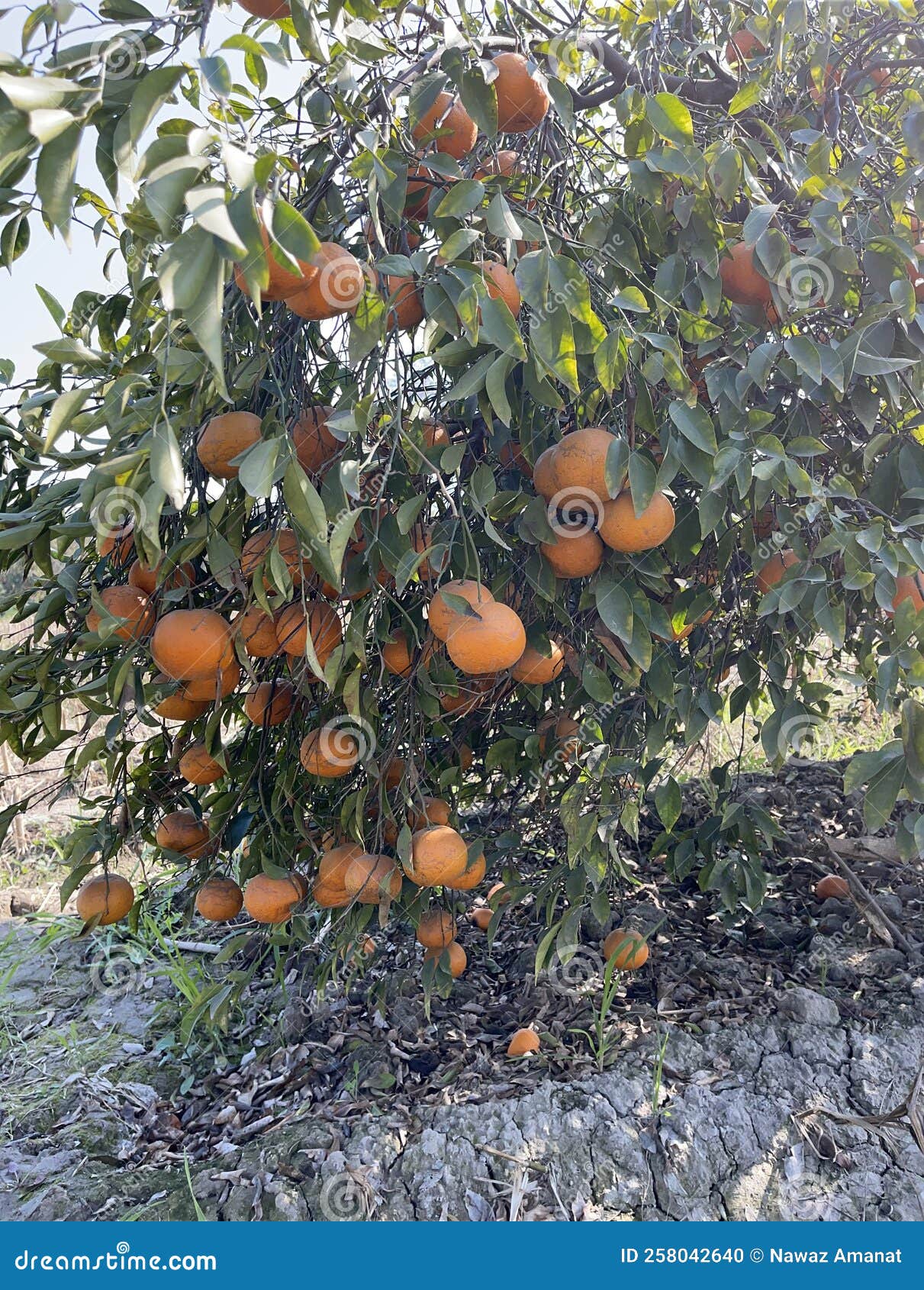 Orange tree stock photo. Image of produce, orange, leaf - 258042640