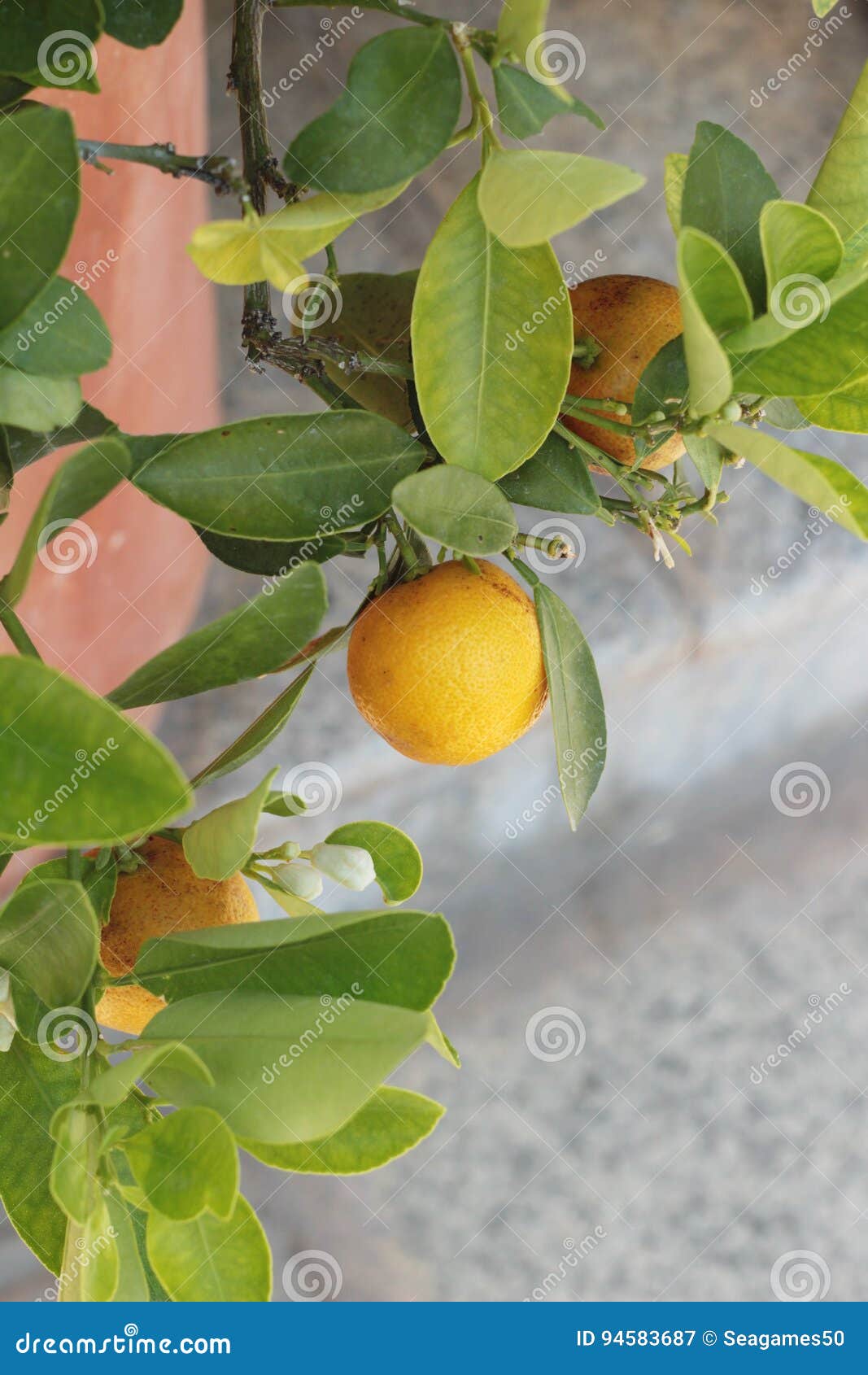 Orange tree in the nature. stock image. Image of fruits - 94583687