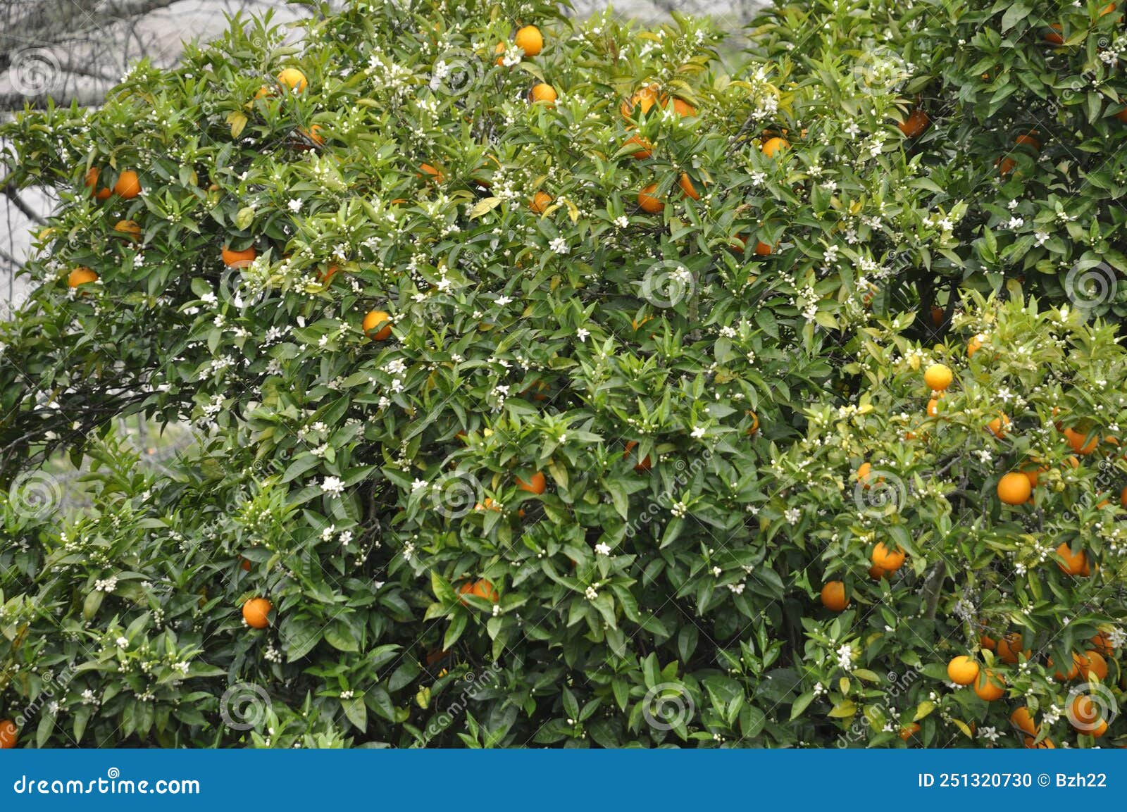 Orange Tree Near the Douro in Portugal Stock Photo - Image of flowers ...