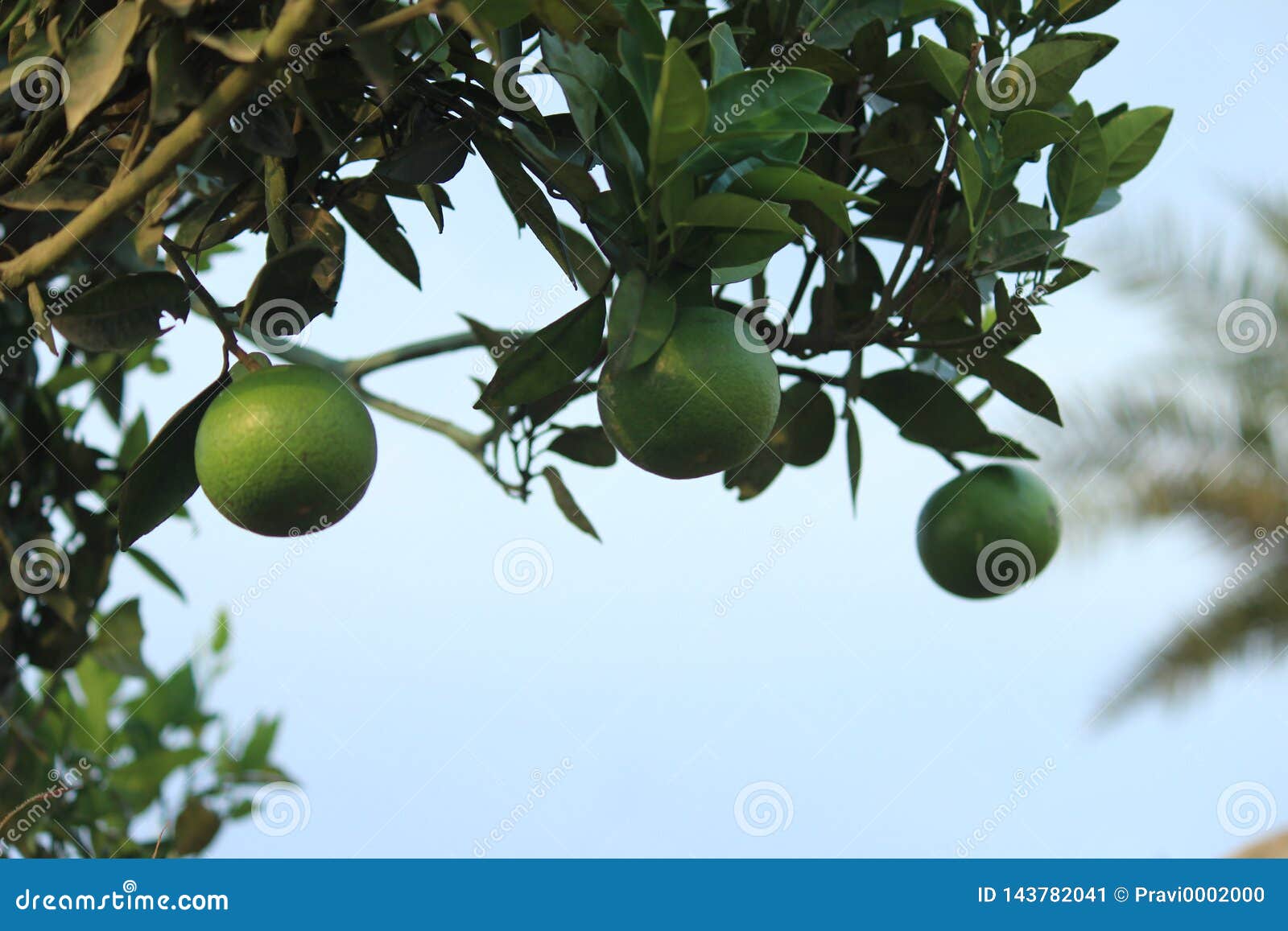 Green Orange on the Tree - Three Stock Image - Image of orange ...