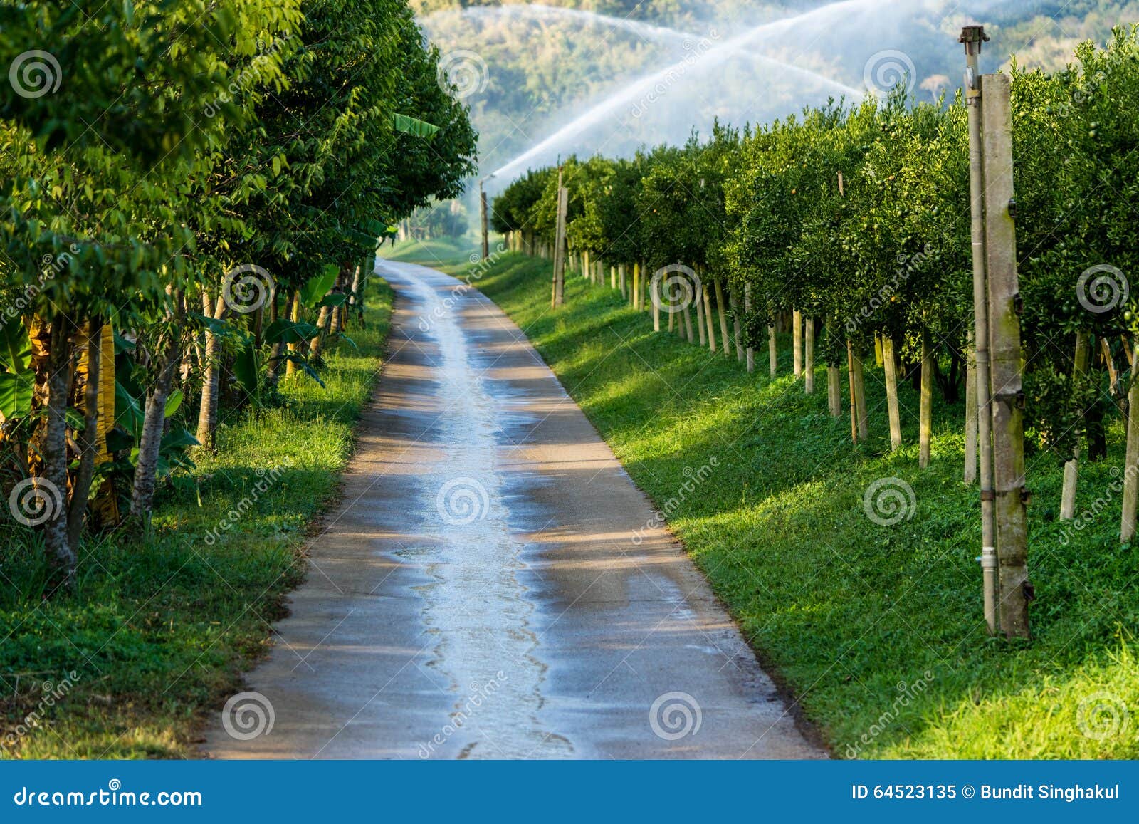 Orange tree - Orange Farm stock image. Image of orange - 64523135