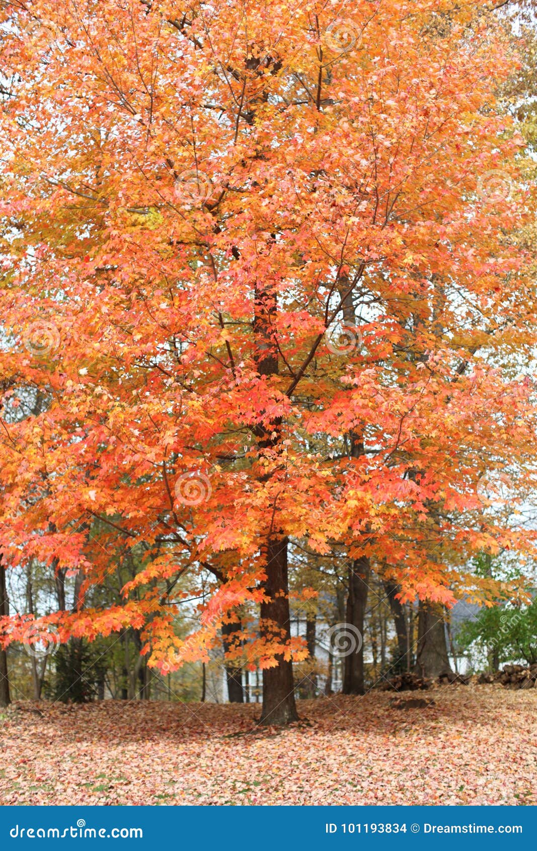 Orange tree stock photo. Image of leaves, october, tree - 101193834