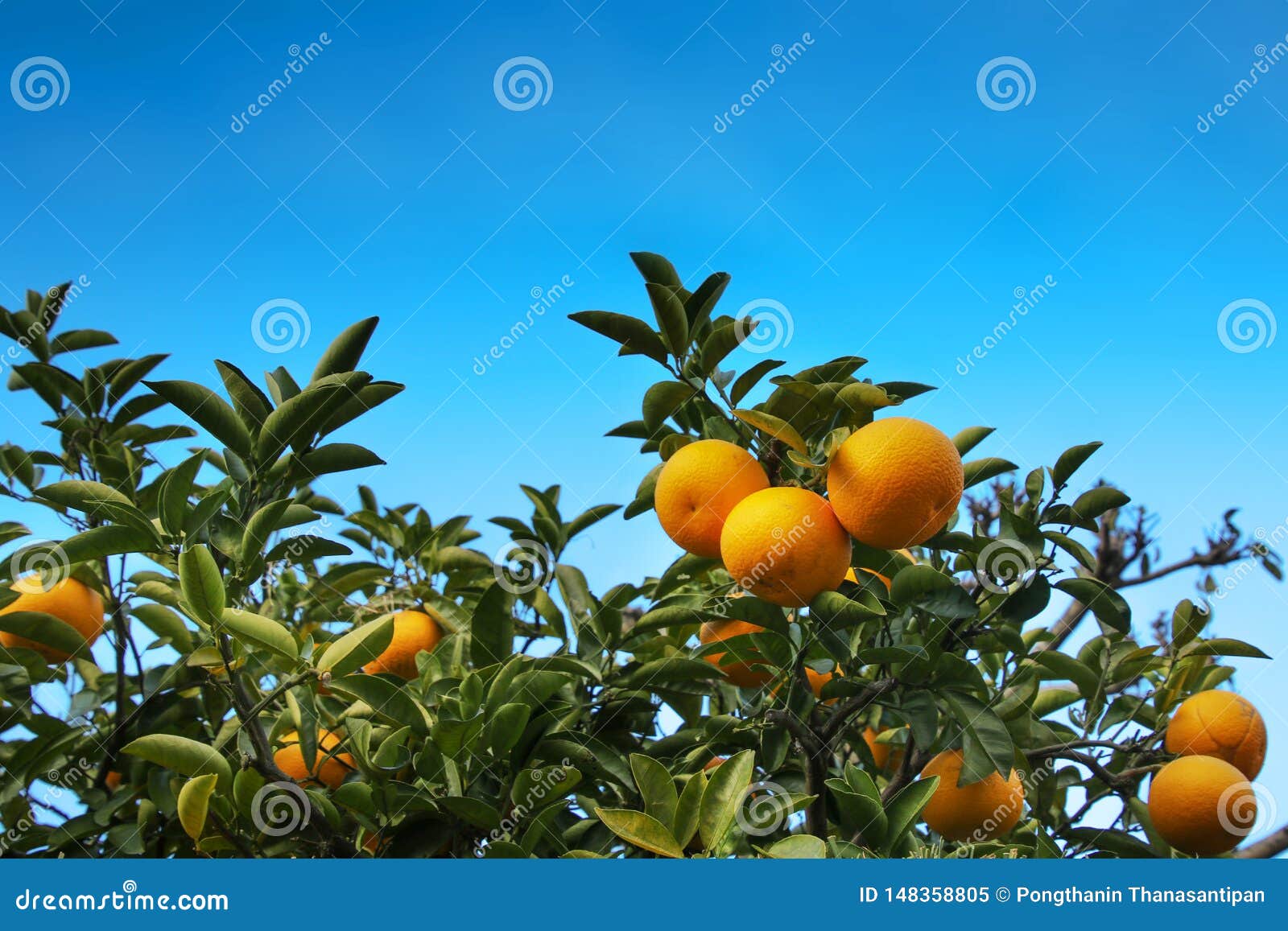 Orange tree stock image. Image of closeup, orange, isolated - 148358805