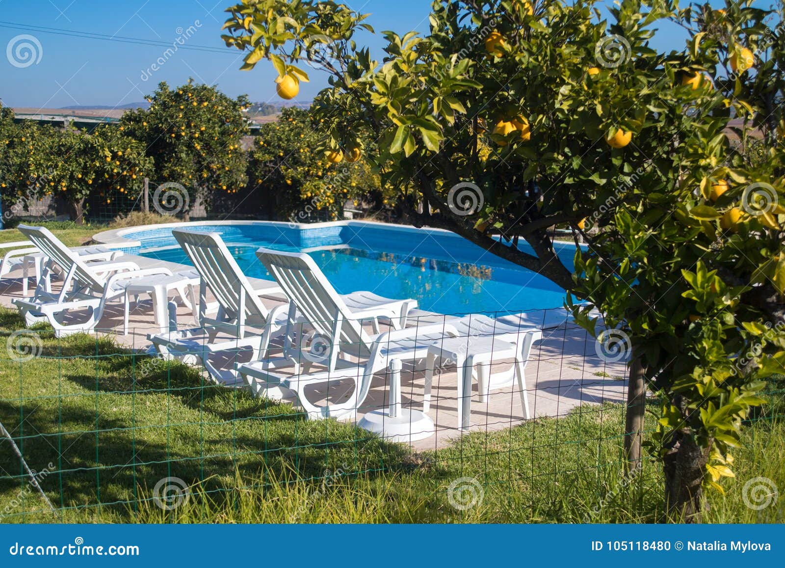 Orange Tree with Oranges in Front of Swimming Pool Stock Photo - Image ...
