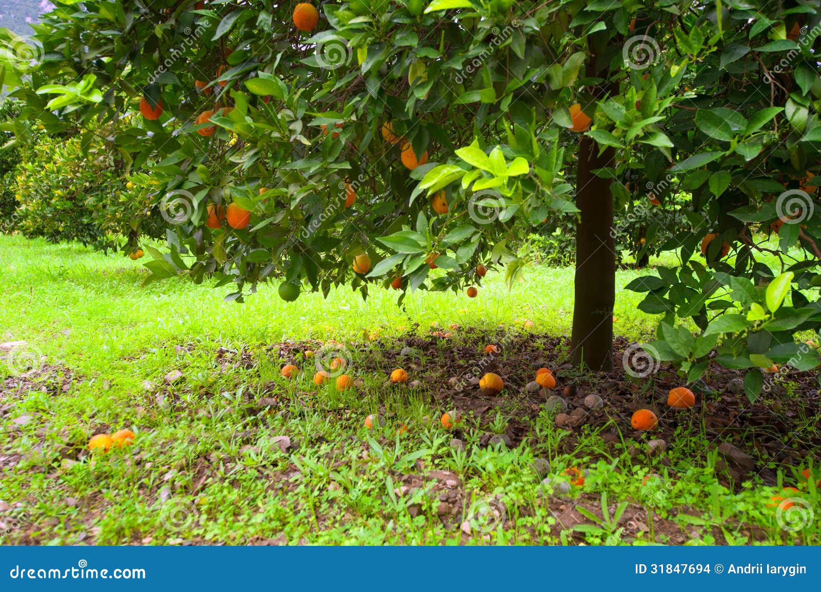 Orange tree stock photo. Image of grass, harvest, green - 31847694