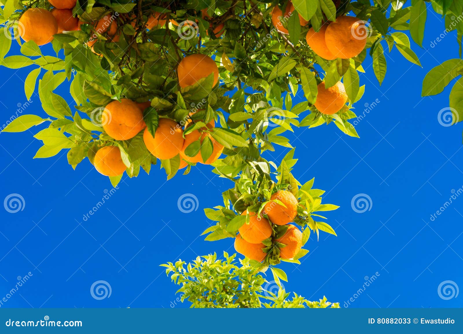 Orange Tree. Oranges Hanging Tree. Ripe Tangerines on a Tree Branch ...