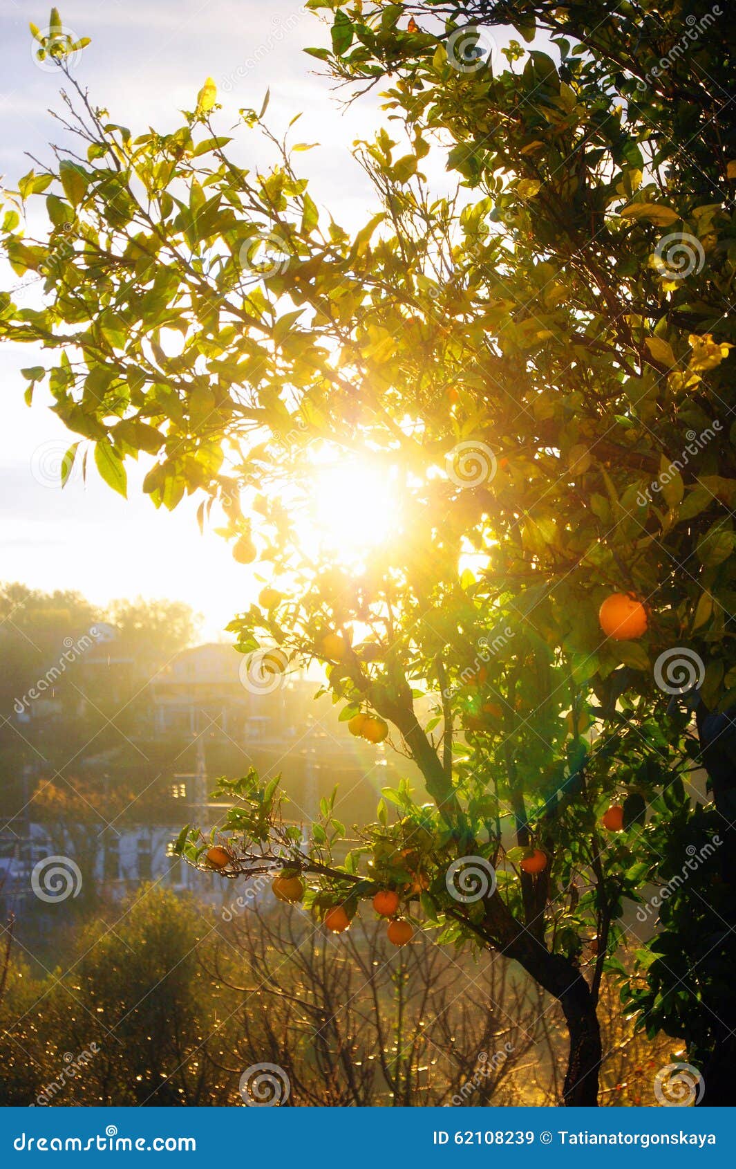 Orange tree stock image. Image of ecological, crop, citrus - 62108239