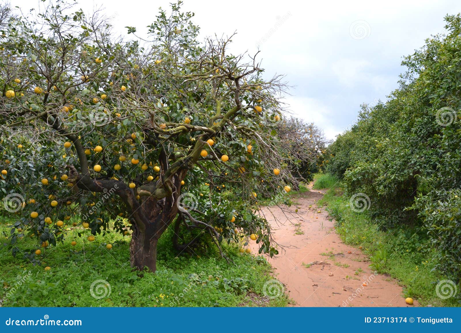 Orange Tree Orchard