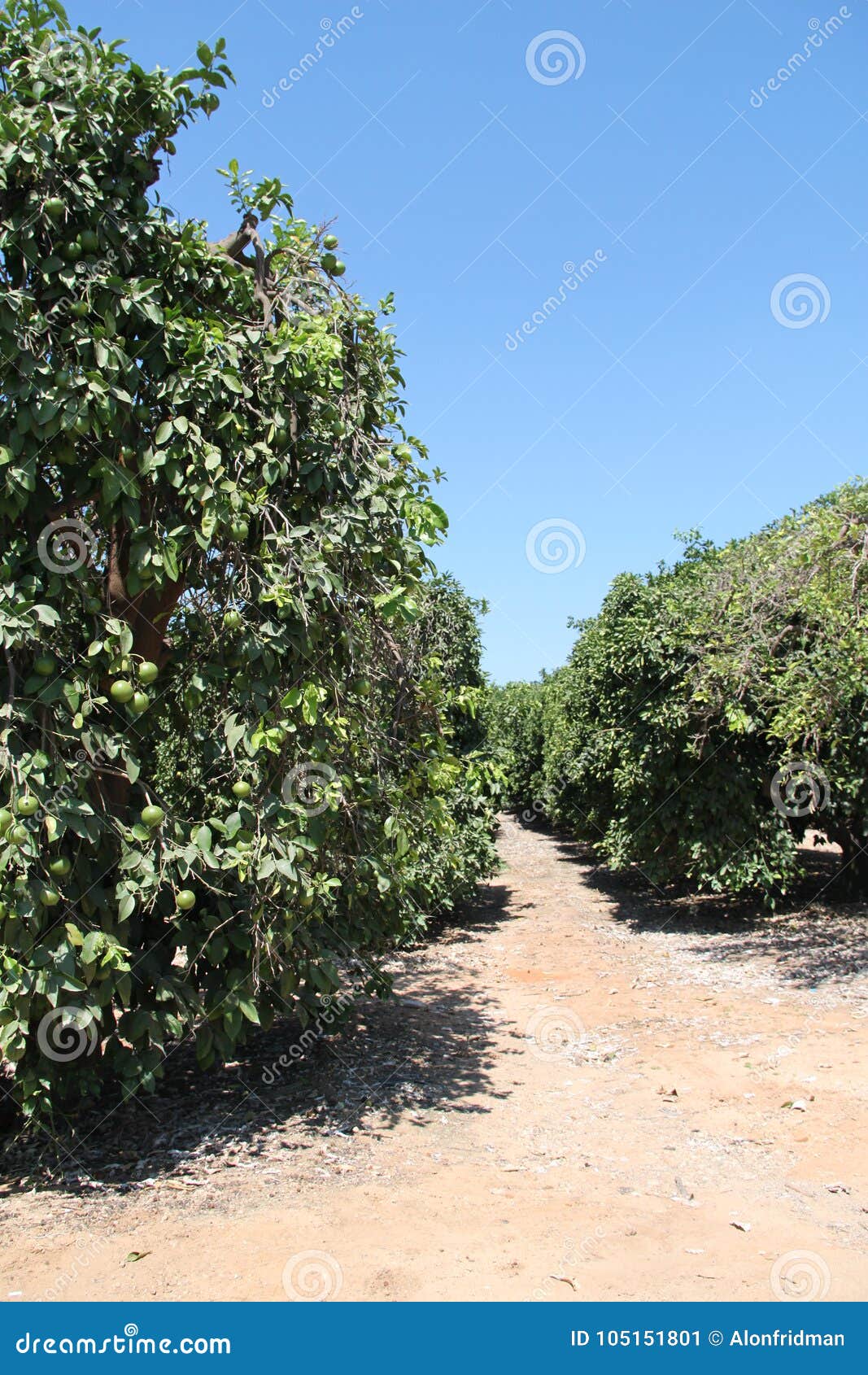 Orange Tree Orchars Path stock image. Image of citrus - 105151801