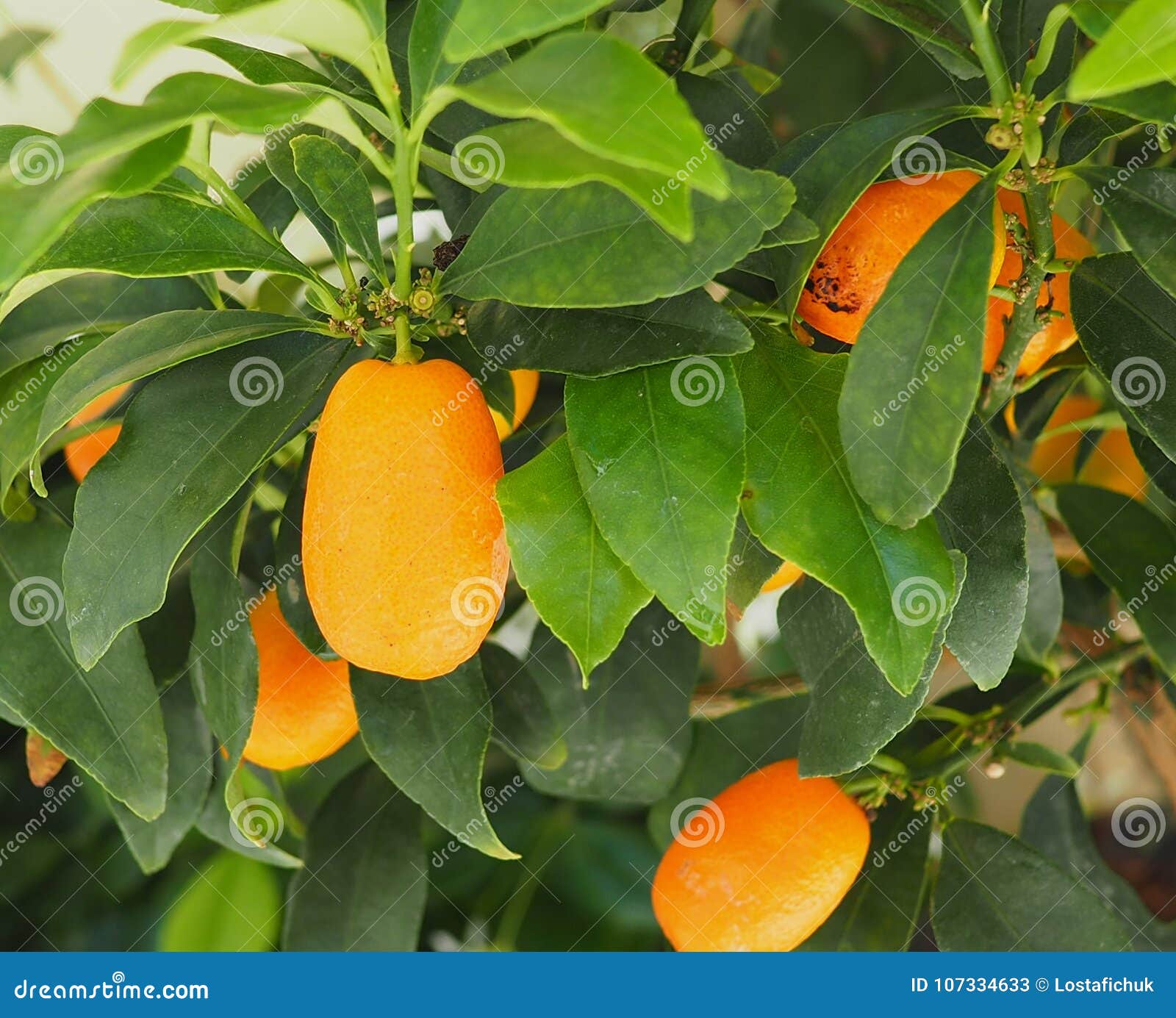 Orange Tree in Heraklion Crete Greece Stock Image - Image of orange ...